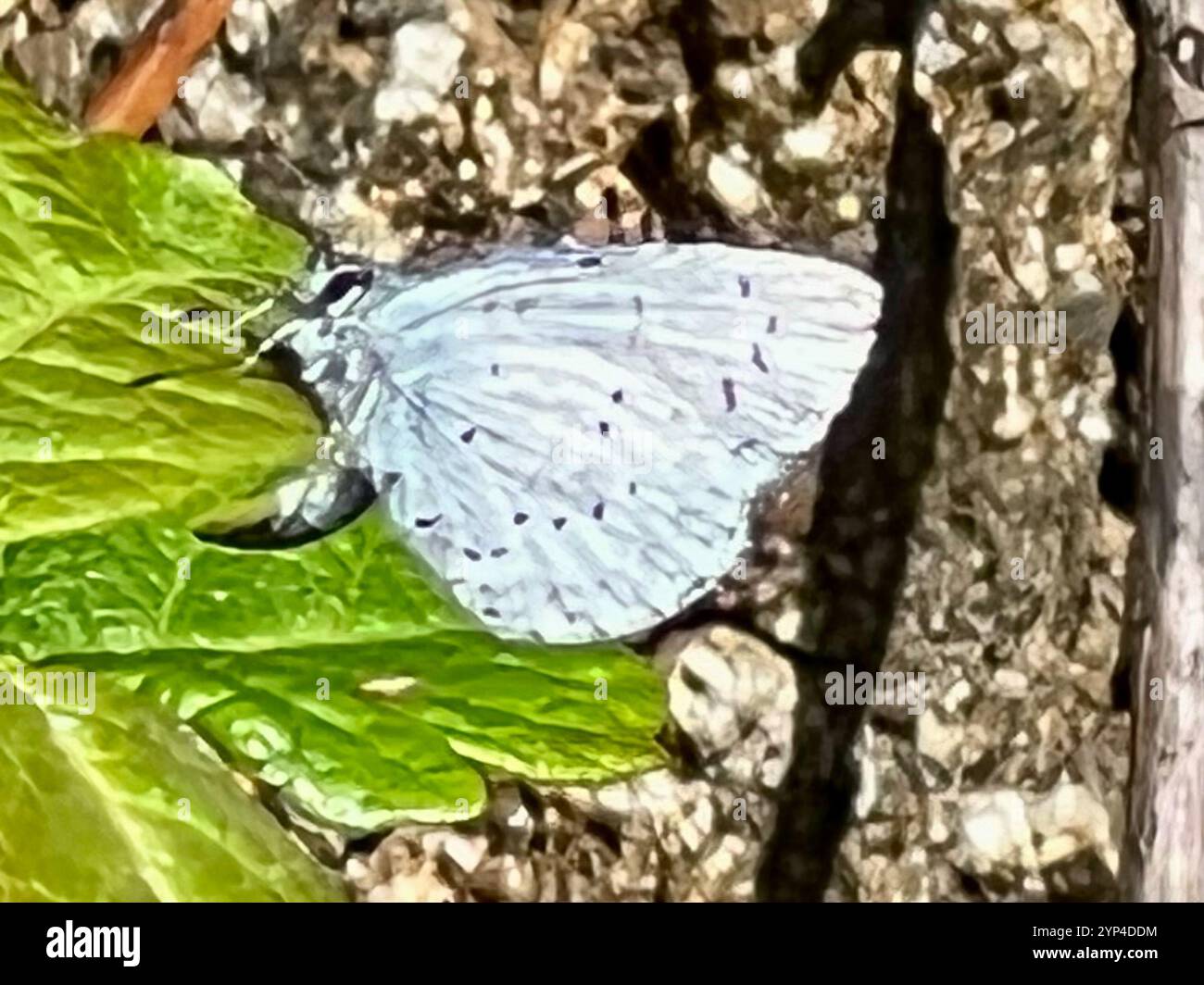 Echo Azure (Celastrina echo Stock Photo - Alamy