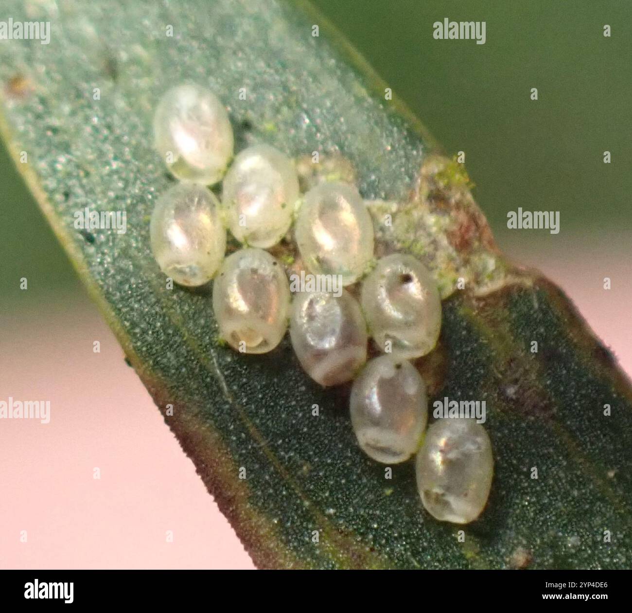True Bugs (Heteroptera Stock Photo - Alamy