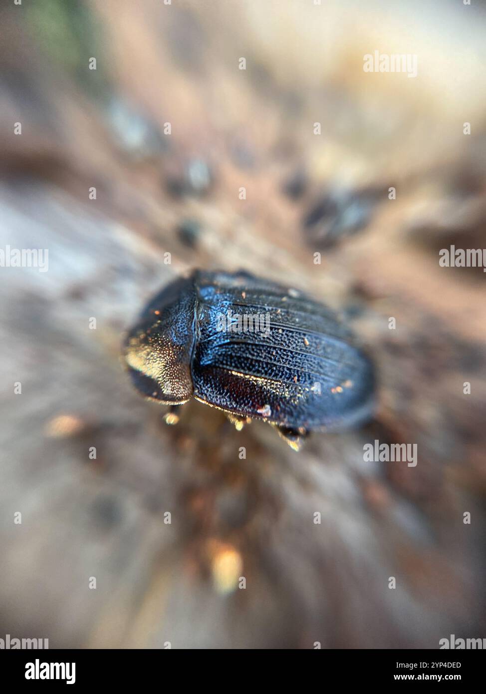 Black snail beetle (Phosphuga atrata Stock Photo - Alamy
