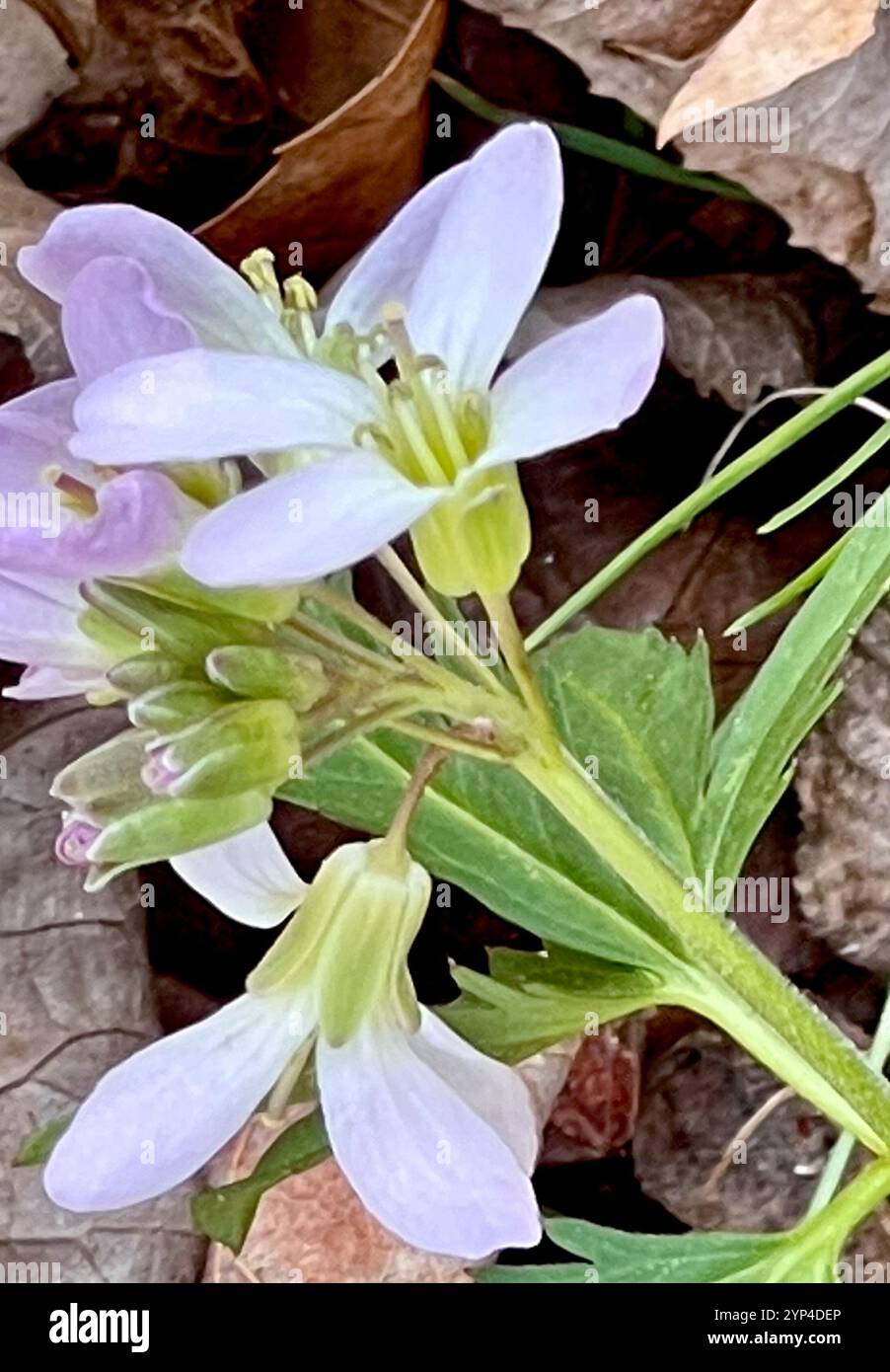cut-leaved toothwort (Cardamine concatenata Stock Photo - Alamy