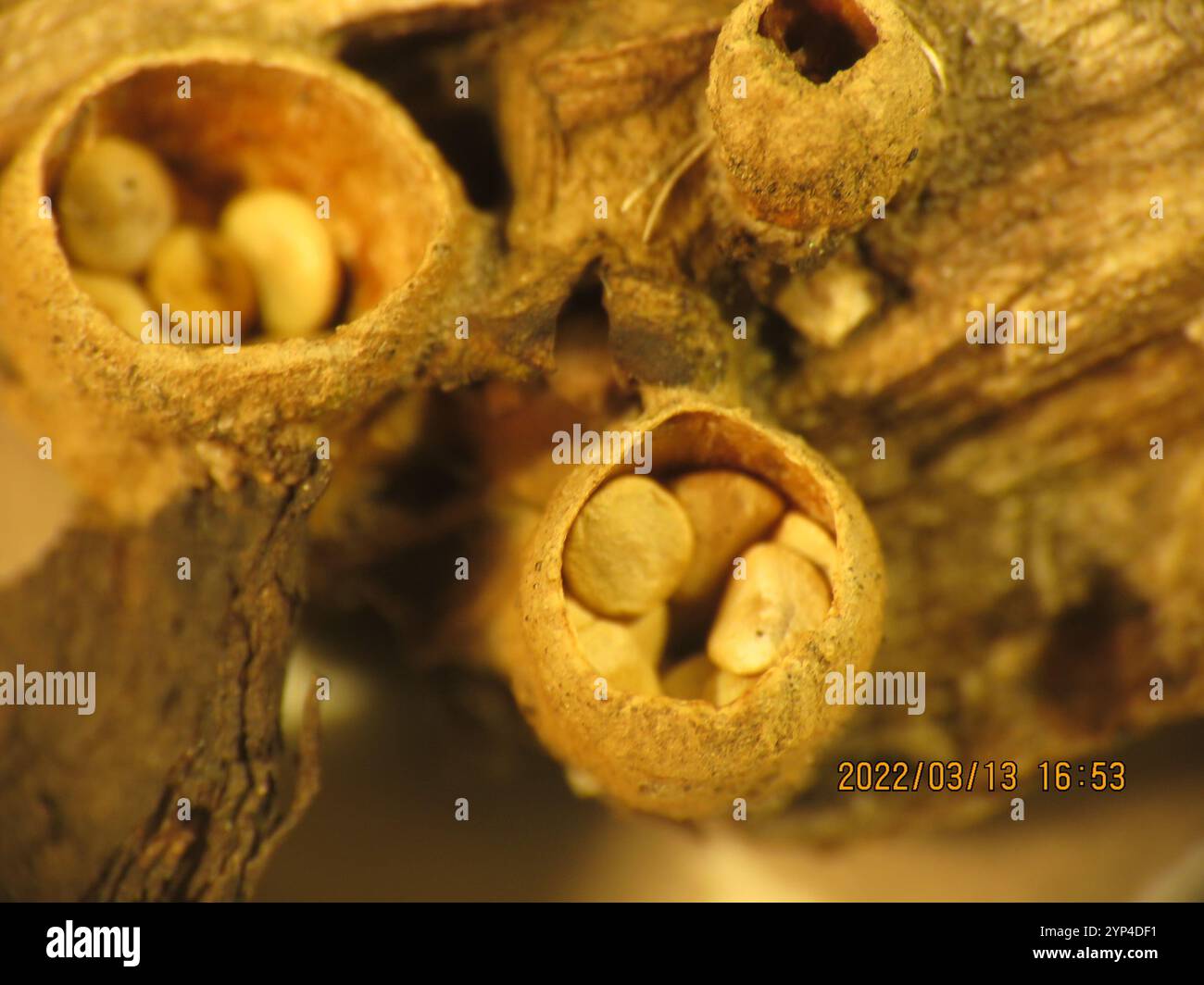 common bird's nest fungus (Crucibulum laeve Stock Photo - Alamy