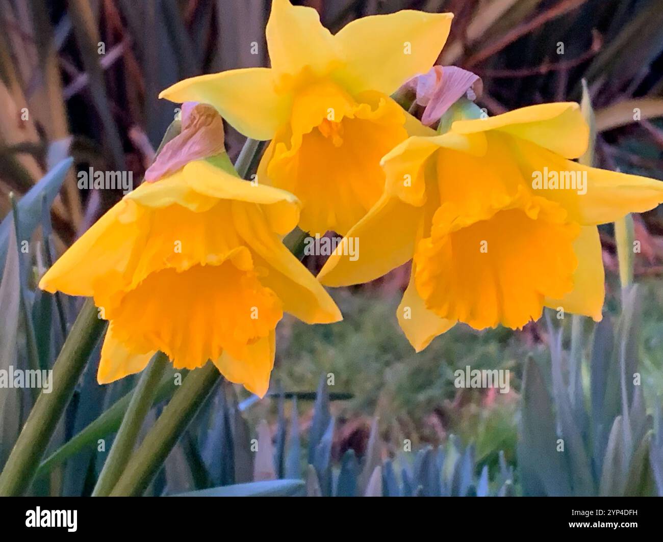 wild daffodil (Narcissus pseudonarcissus Stock Photo - Alamy