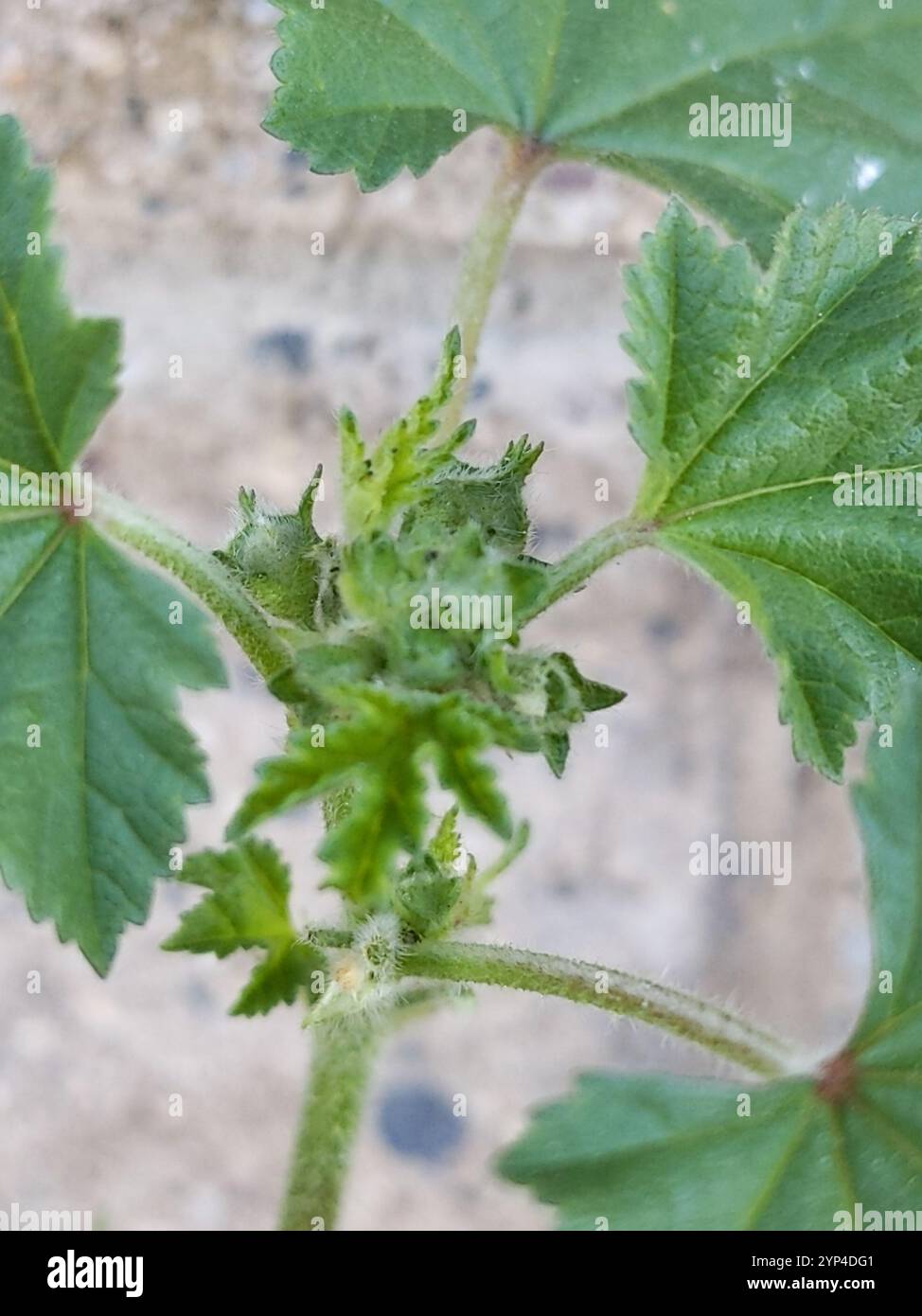 cheeseweed mallow (Malva parviflora Stock Photo - Alamy