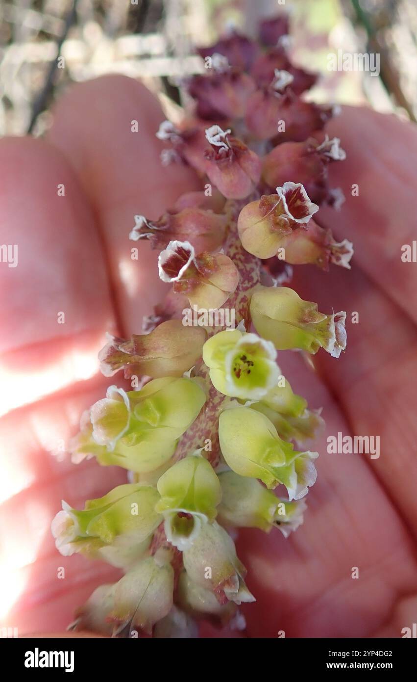 Palerim Viooltjie (Lachenalia membranacea Stock Photo - Alamy