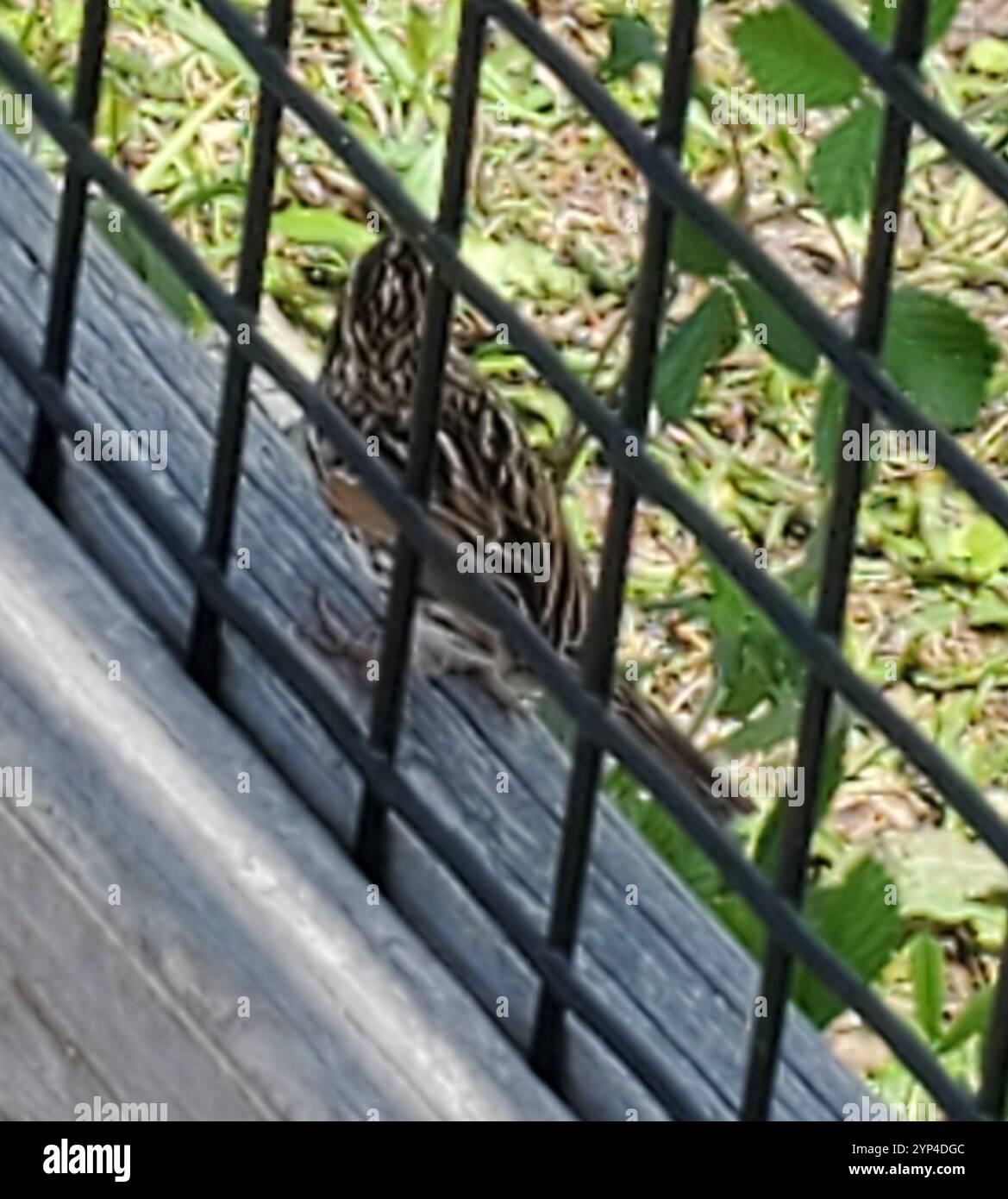 Savannah Sparrow (Passerculus sandwichensis Stock Photo - Alamy