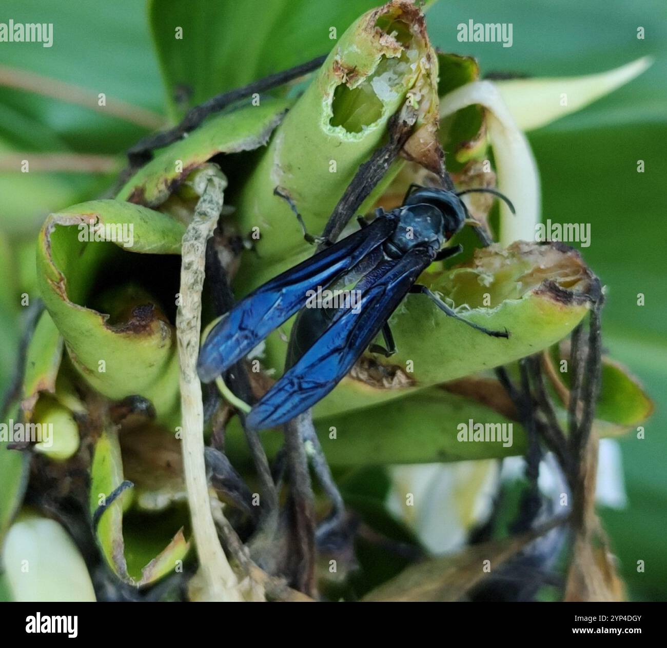 Synoeca cyanea hi-res stock photography and images - Alamy