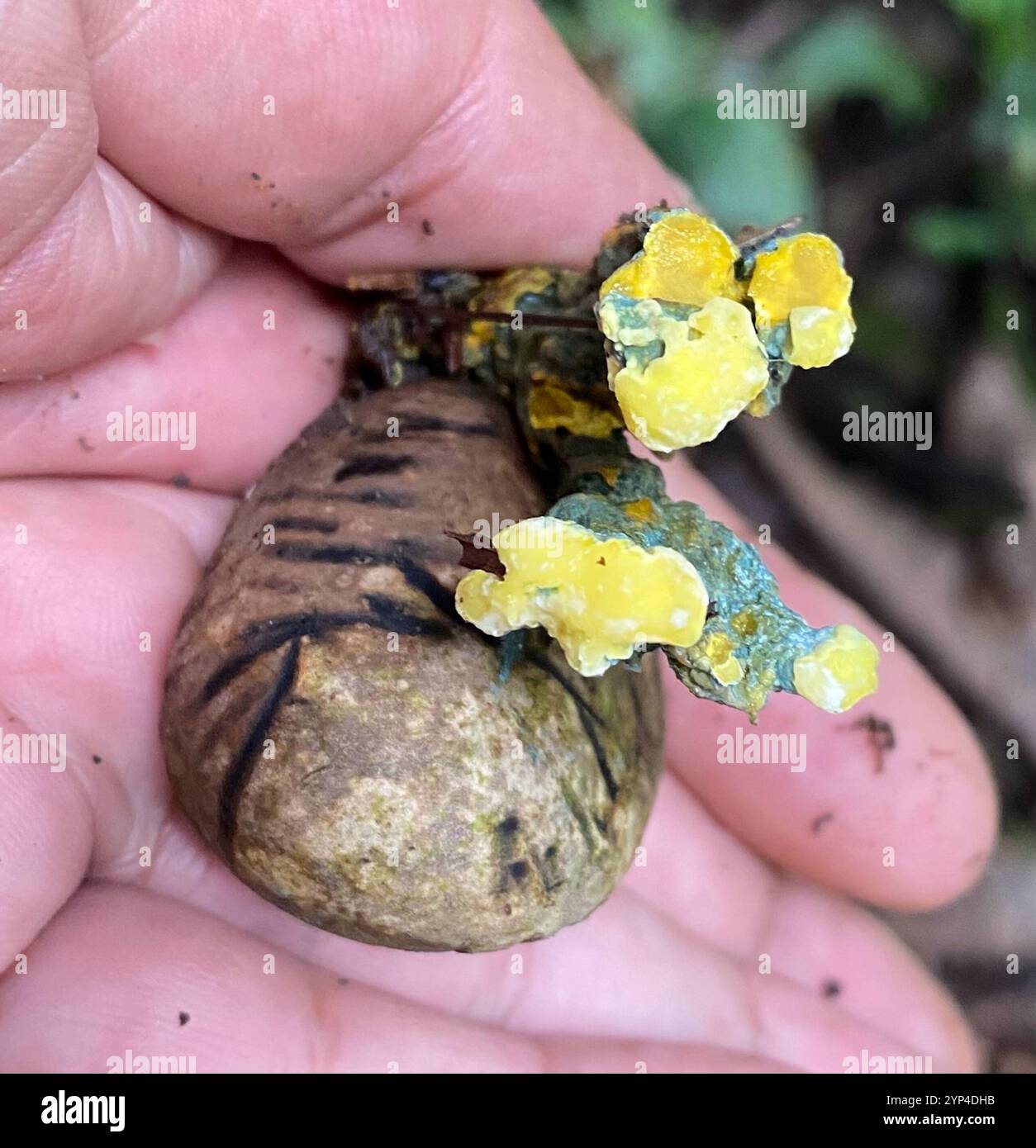 Trichocomaceae hi-res stock photography and images - Alamy