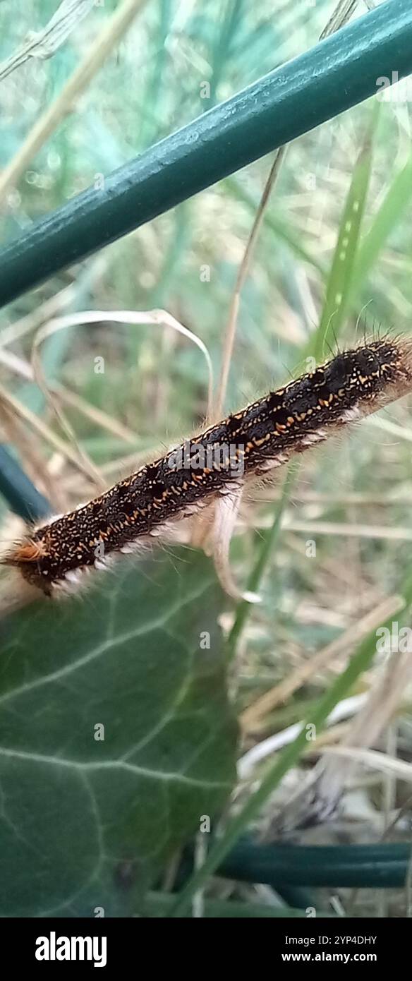 Drinker Moth (Euthrix potatoria Stock Photo - Alamy