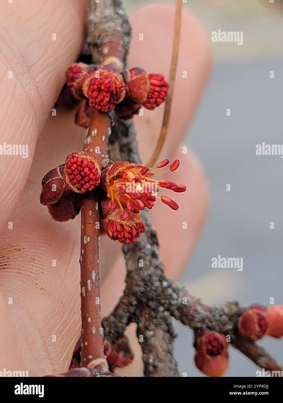 red maple (Acer rubrum Stock Photo - Alamy