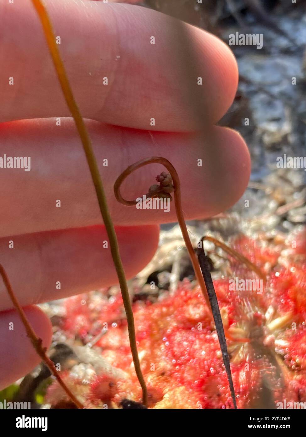 Pink Sundew (Drosera capillaris Stock Photo - Alamy
