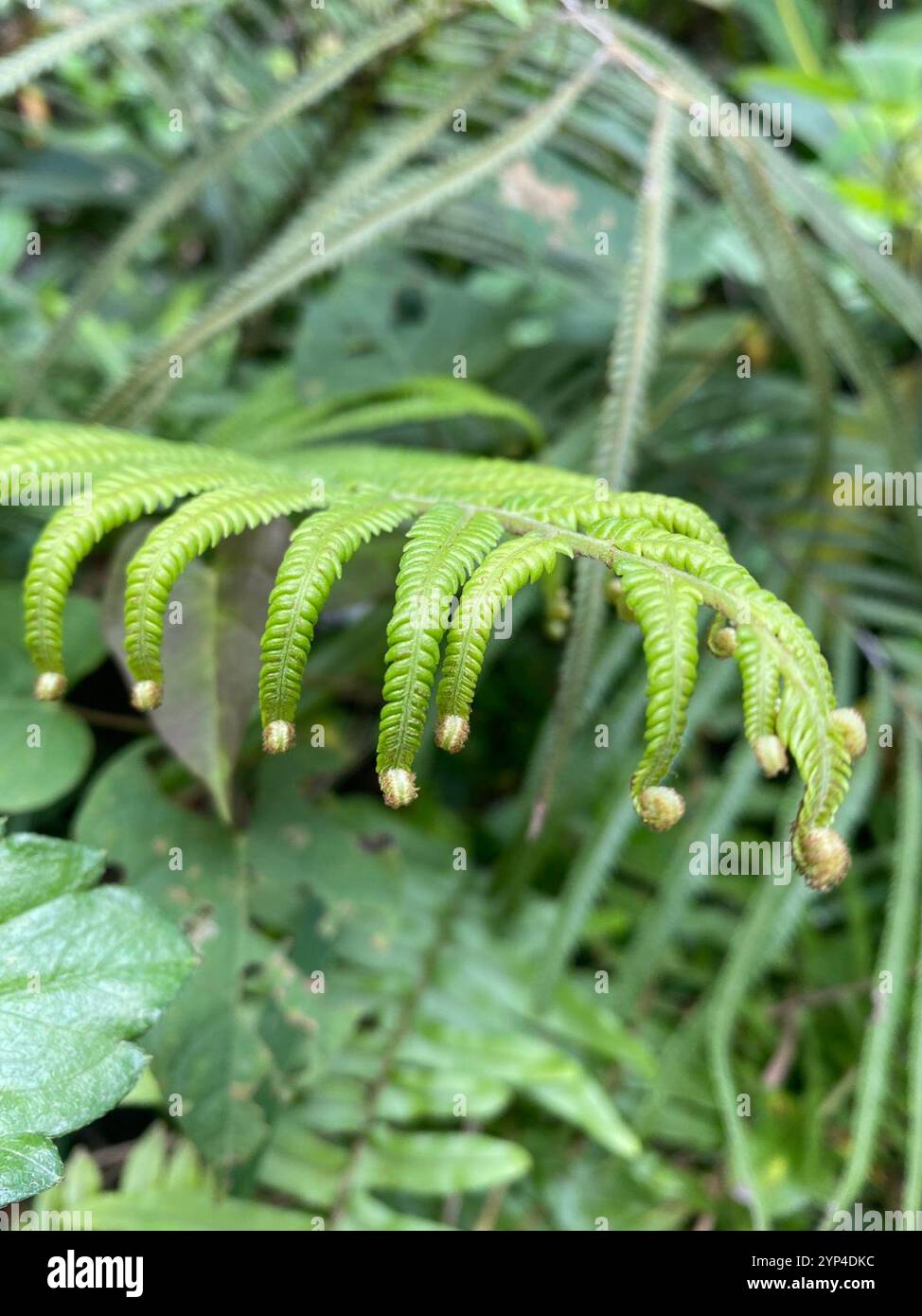 marsh fern family (Thelypteridaceae Stock Photo - Alamy