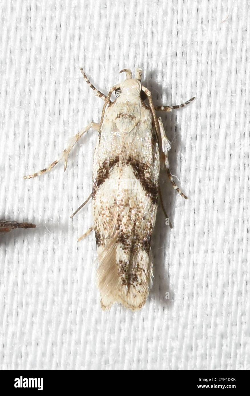 White Stripe-backed Moth (Arogalea cristifasciella Stock Photo - Alamy