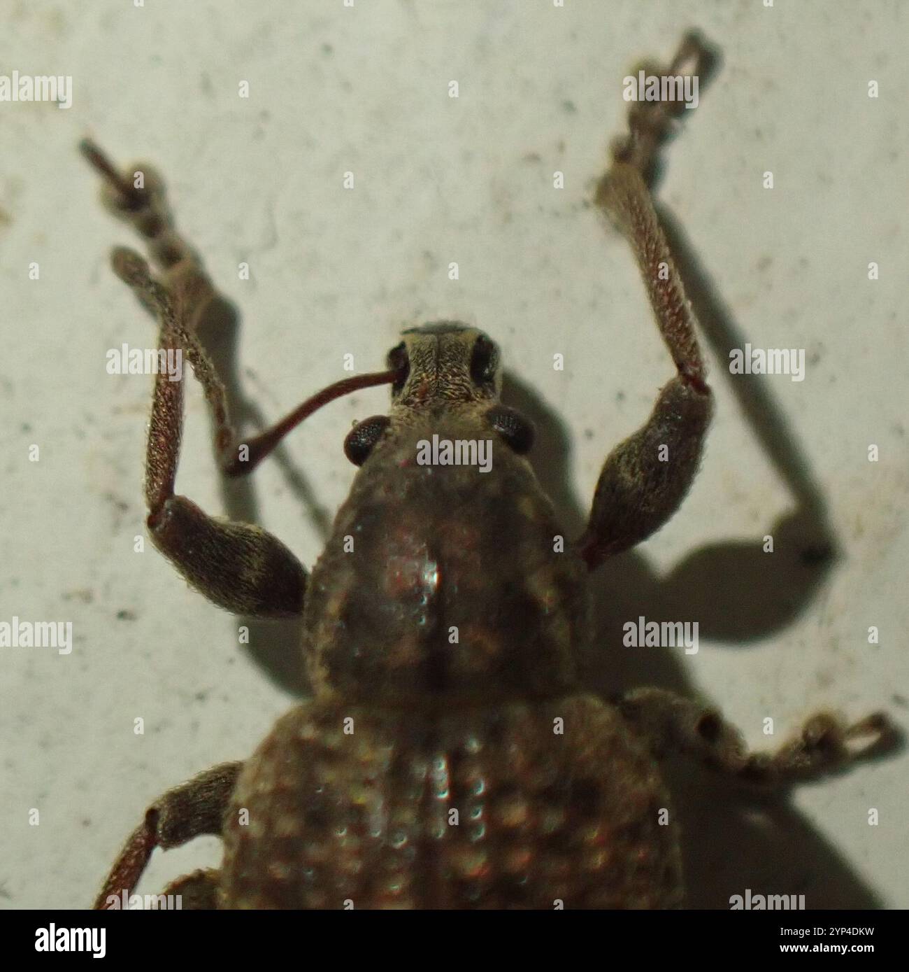 Garden Weevil (Phlyctinus callosus Stock Photo - Alamy