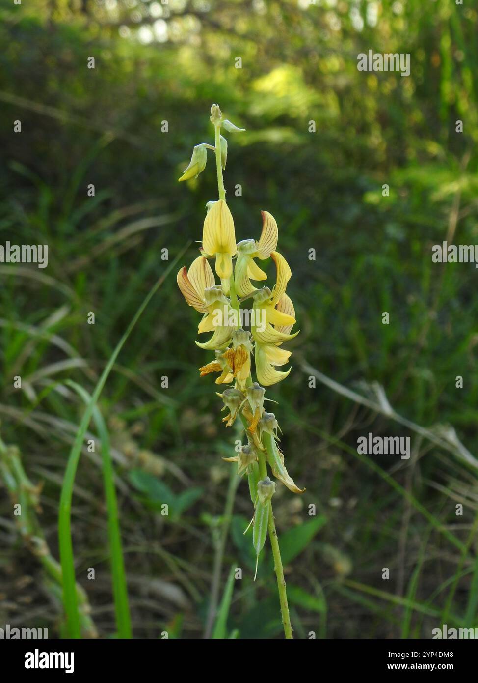 Streaked Rattlepod (Crotalaria pallida Stock Photo - Alamy