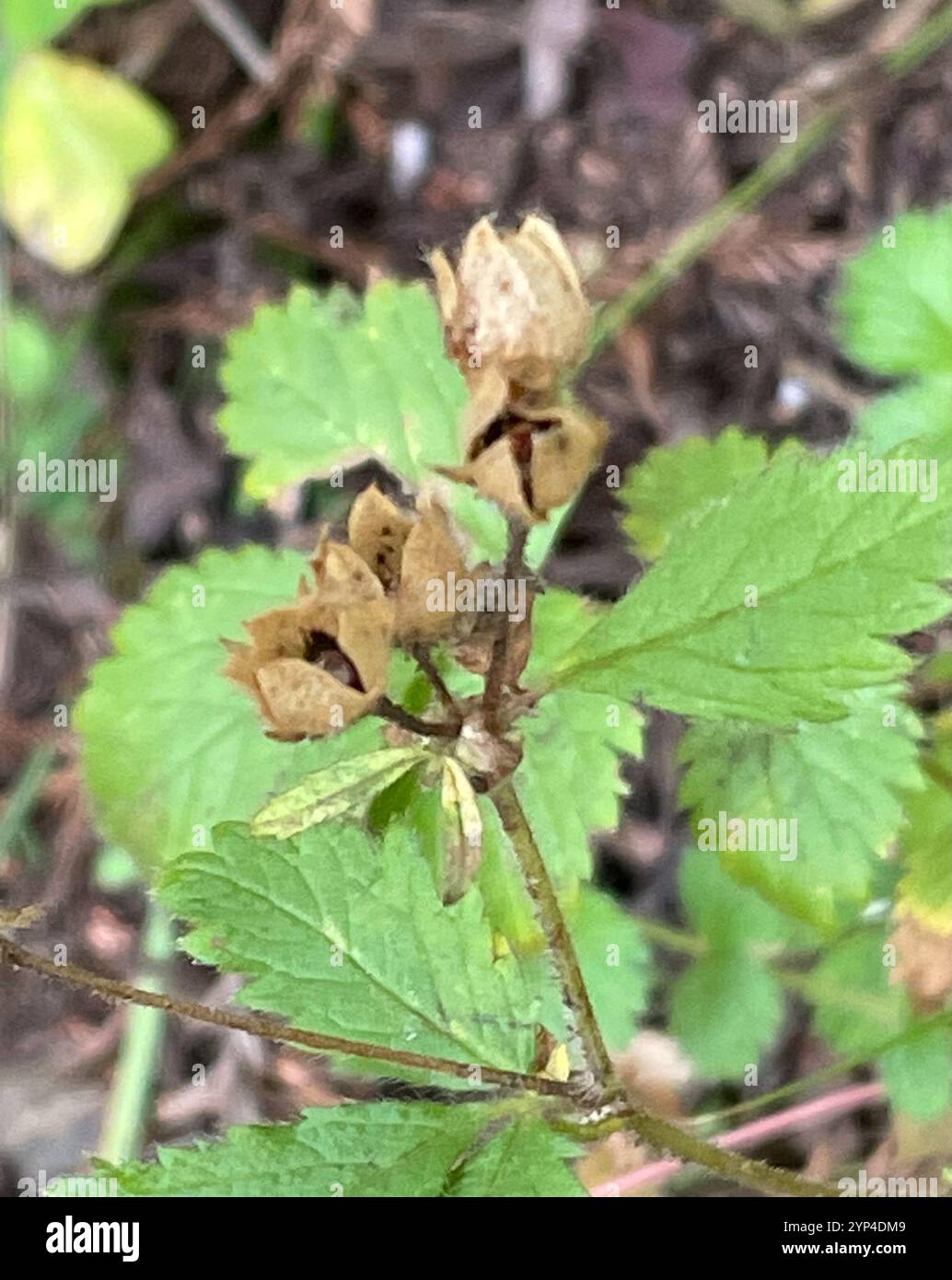 sticky cinquefoil (Drymocallis glandulosa Stock Photo - Alamy