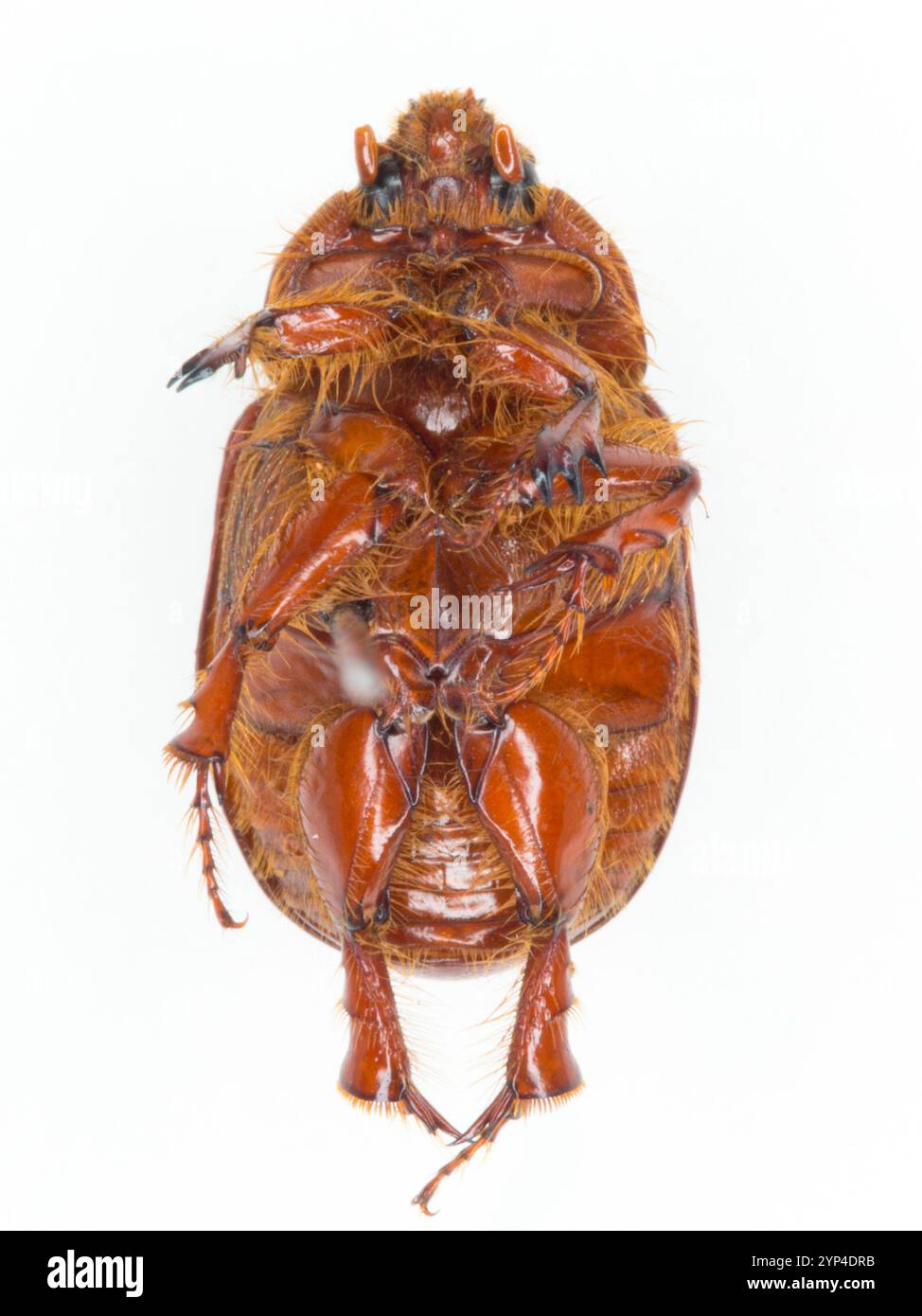 Carrot Beetle (Ligyrus gibbosus Stock Photo - Alamy