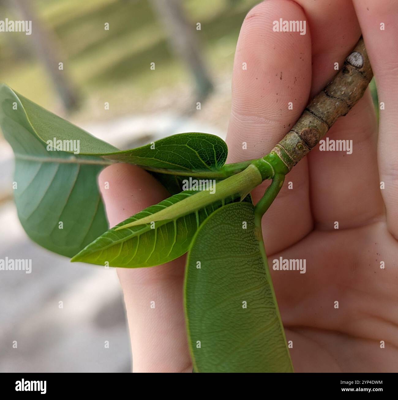 Florida Strangler Fig (Ficus aurea Stock Photo - Alamy