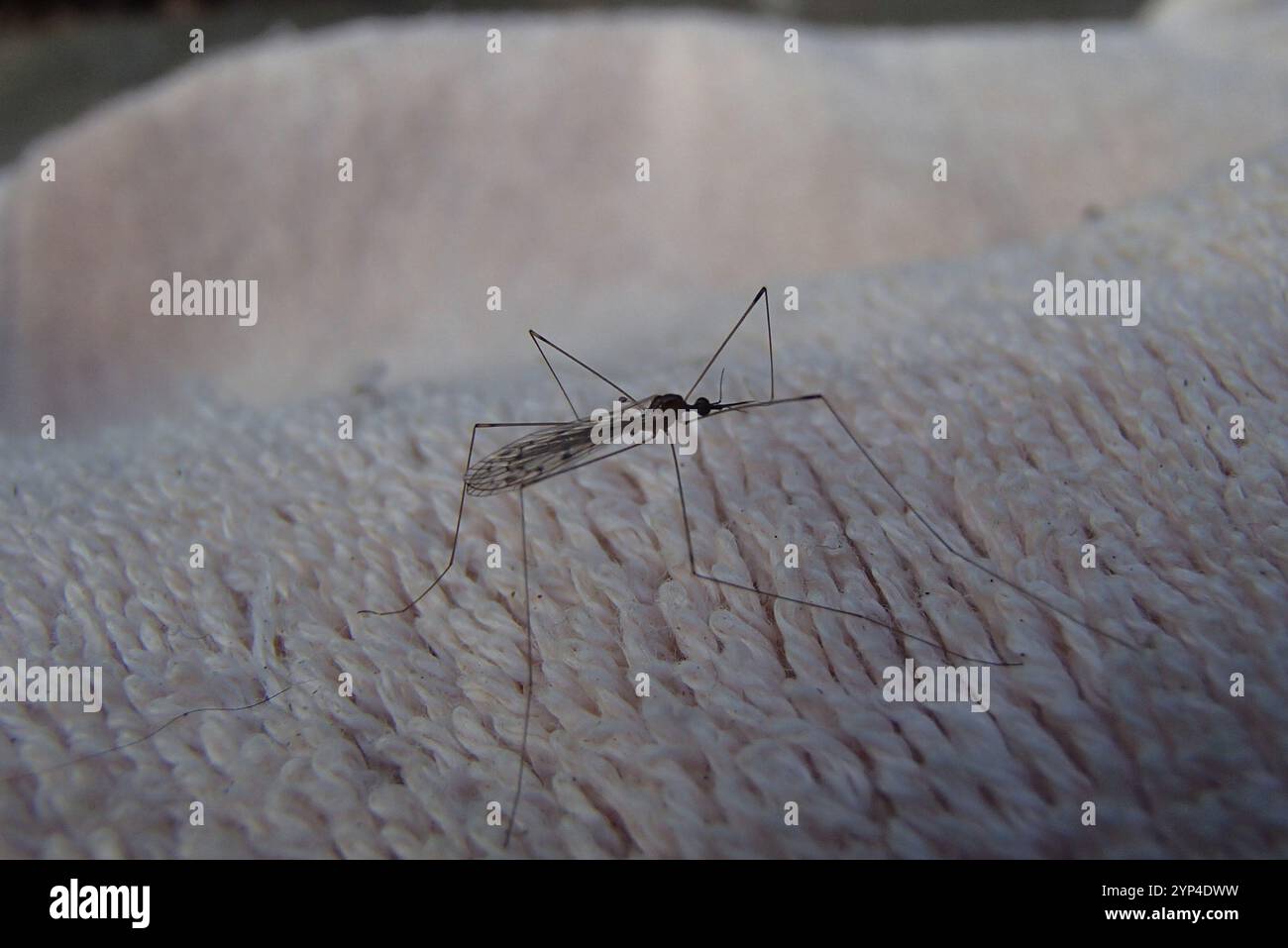 Crane Flies (Tipulomorpha Stock Photo - Alamy