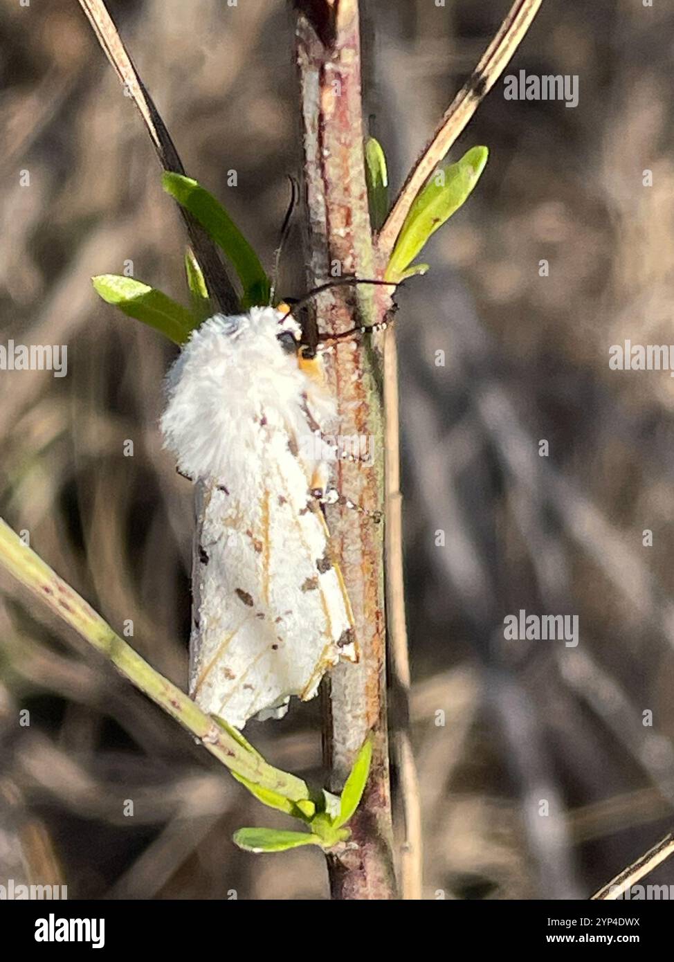 Salt Marsh Moth (Estigmene acrea Stock Photo - Alamy