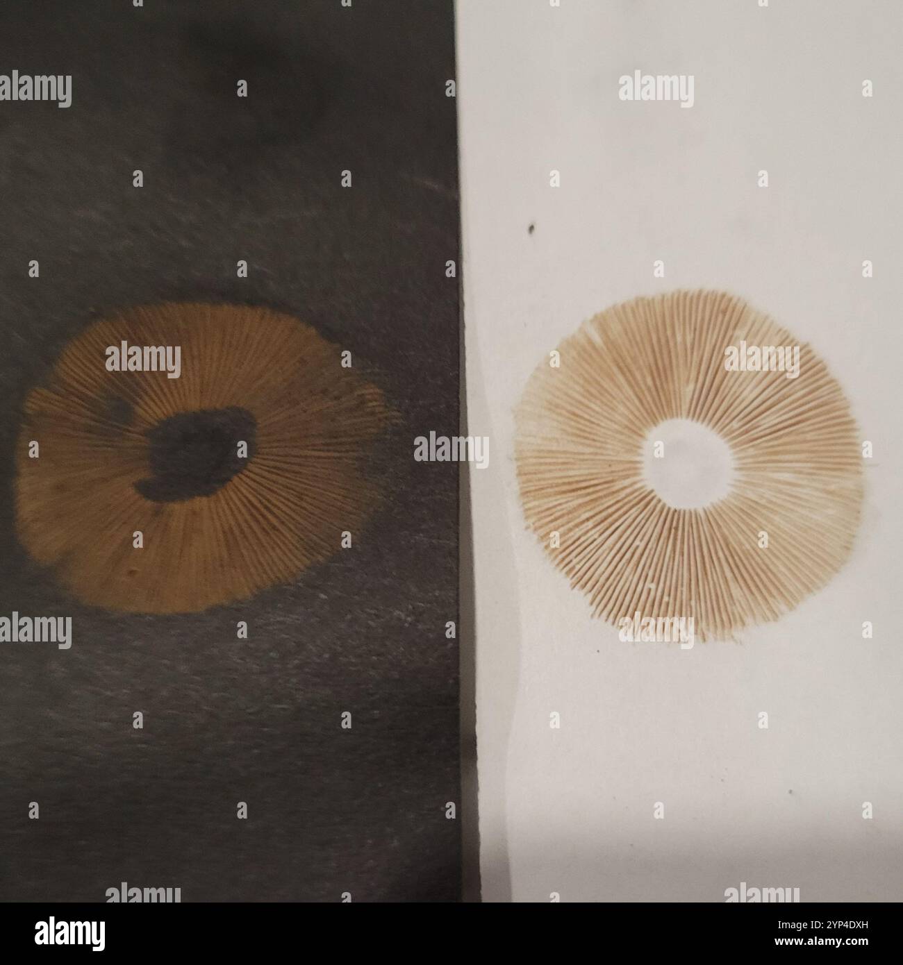 Spring Fieldcap (Agrocybe praecox Stock Photo - Alamy