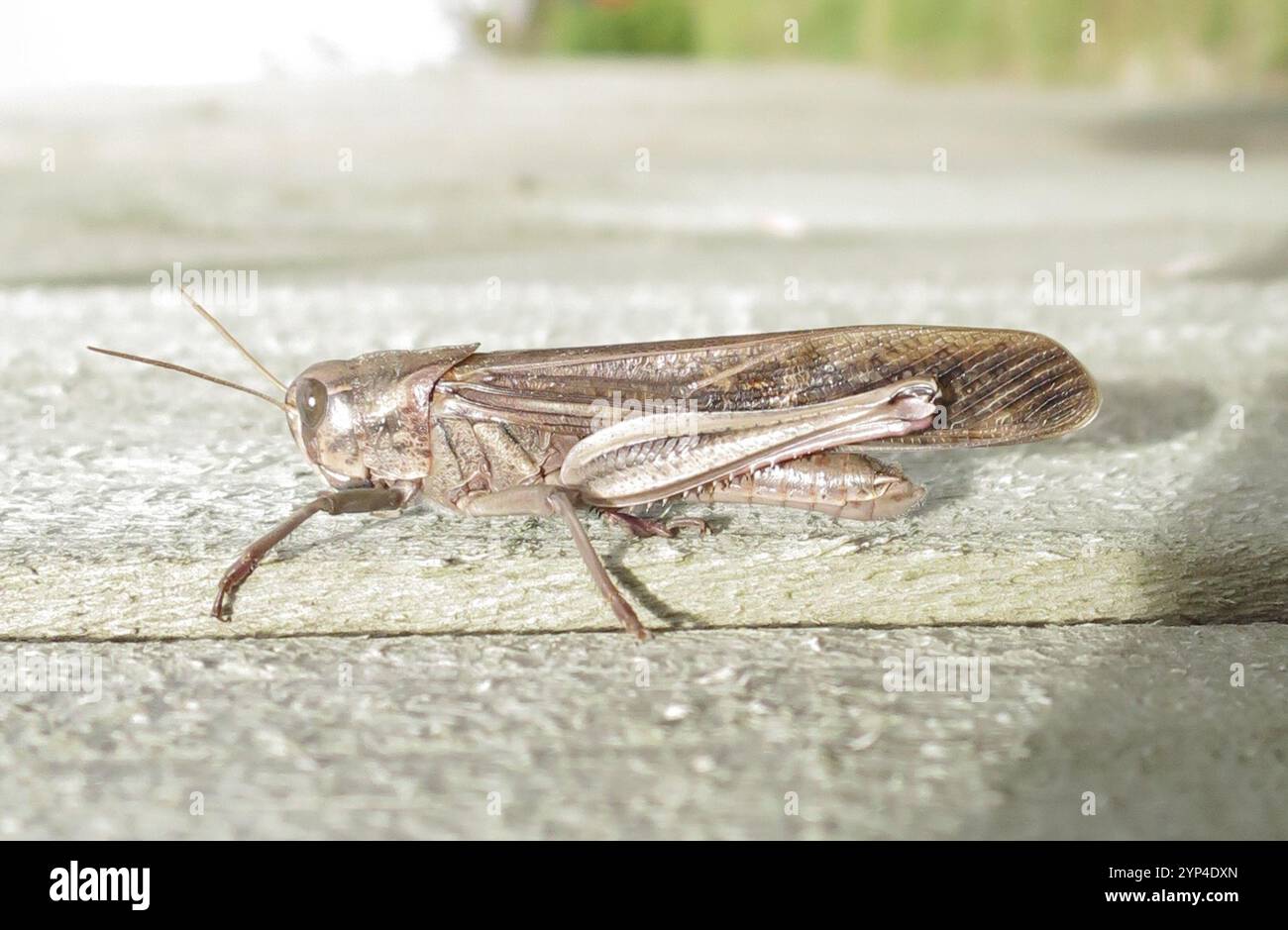 Migratory Locust (Locusta migratoria Stock Photo - Alamy