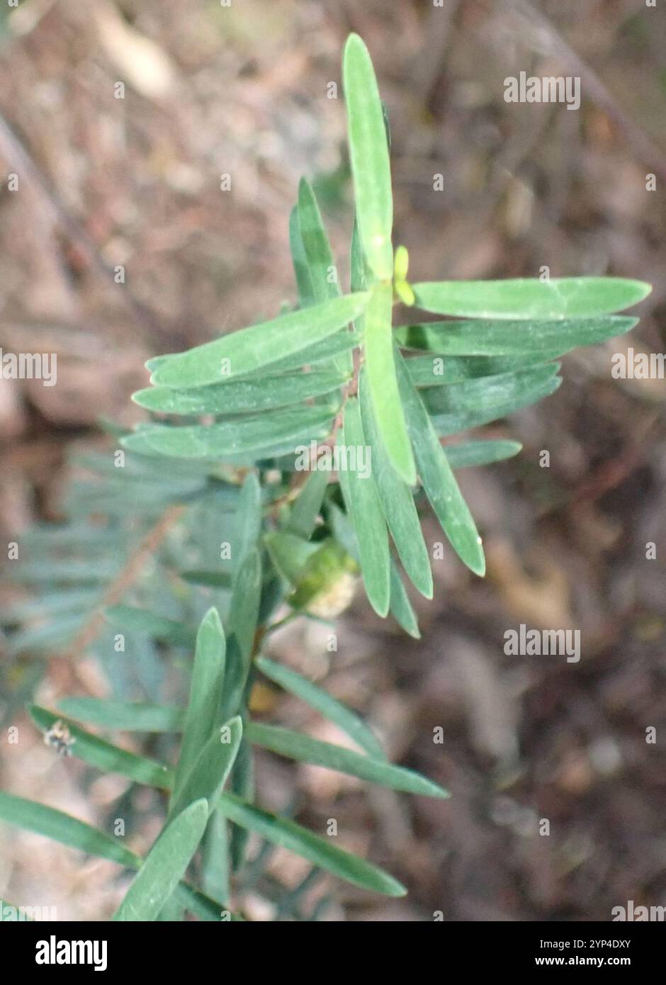Queen of the Bush (Pimelea linifolia Stock Photo - Alamy