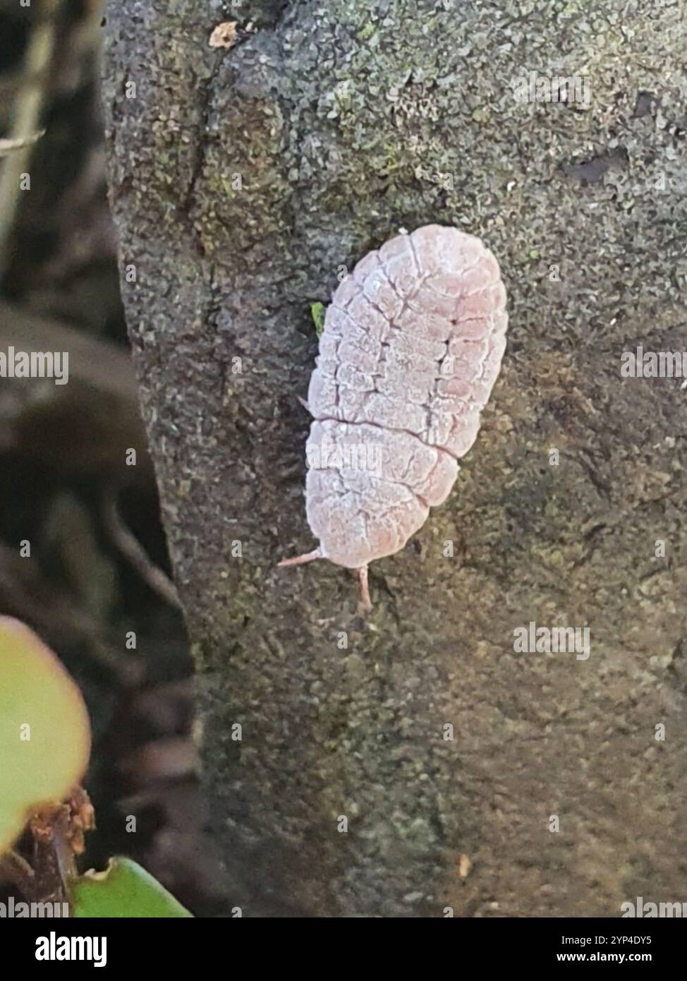 Giant Scale Insects (Coelostomidia Stock Photo - Alamy