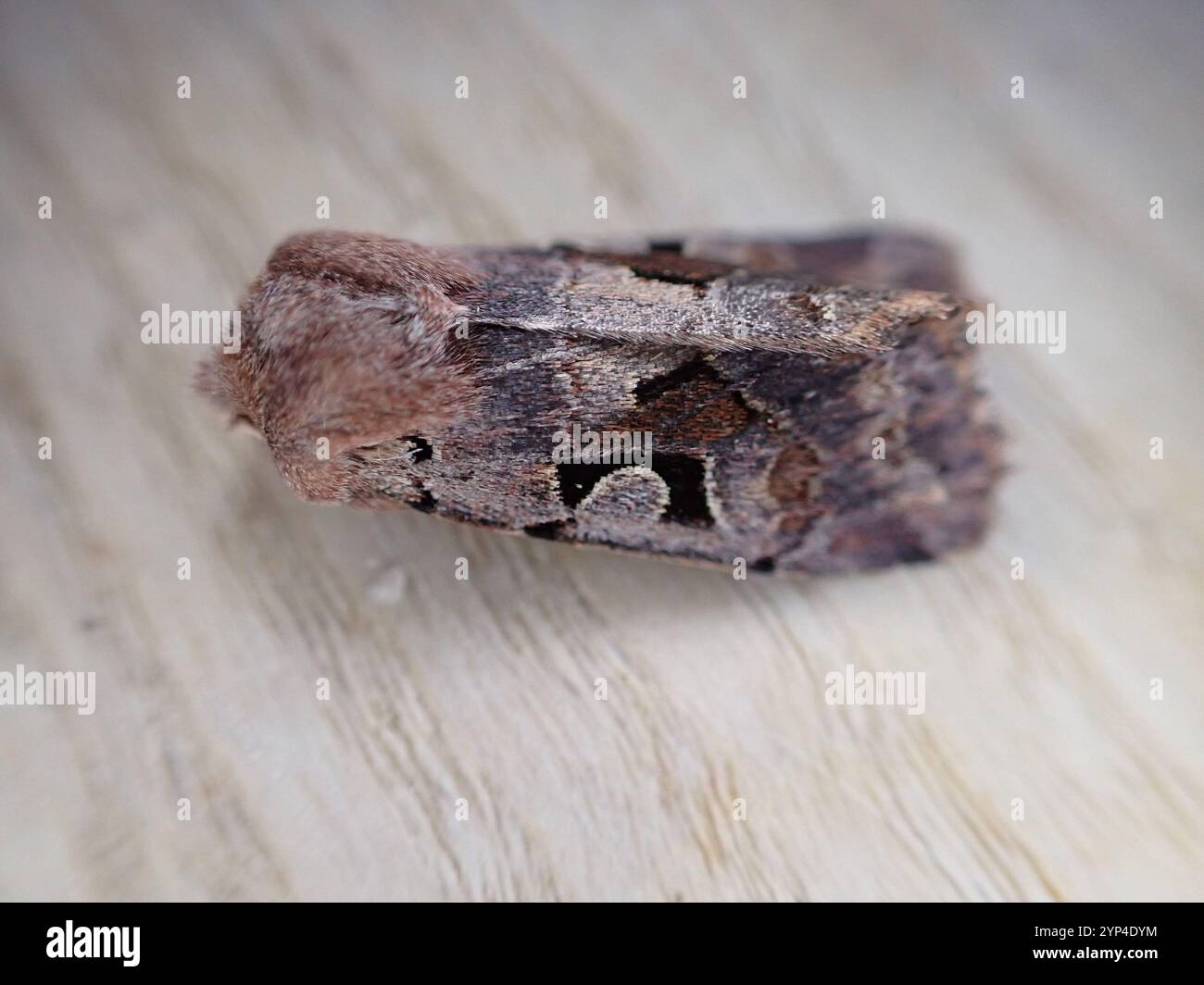 Hebrew Character (Orthosia gothica Stock Photo - Alamy