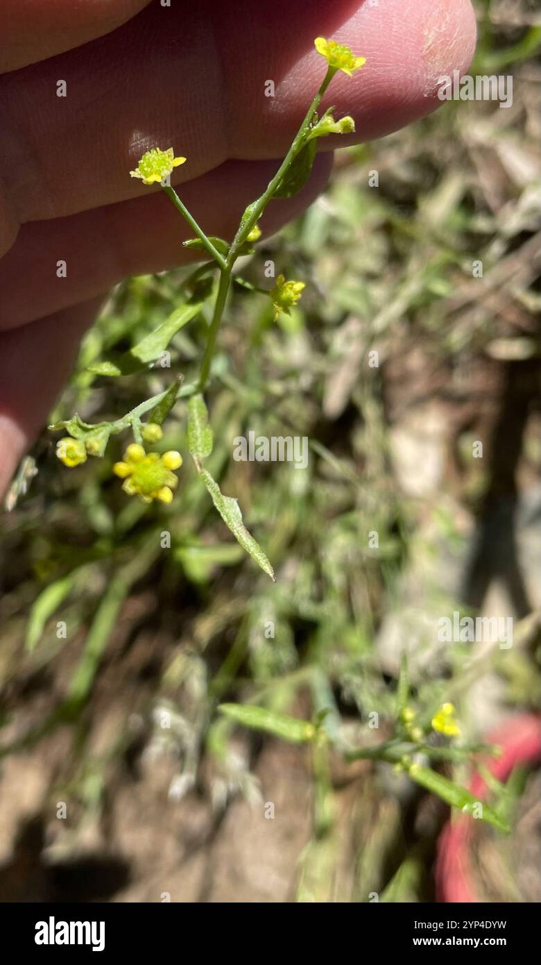 low spearwort (Ranunculus pusillus Stock Photo - Alamy