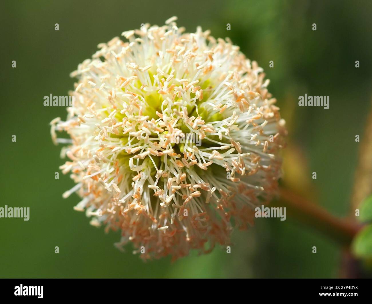 White leadtree (Leucaena leucocephala Stock Photo - Alamy