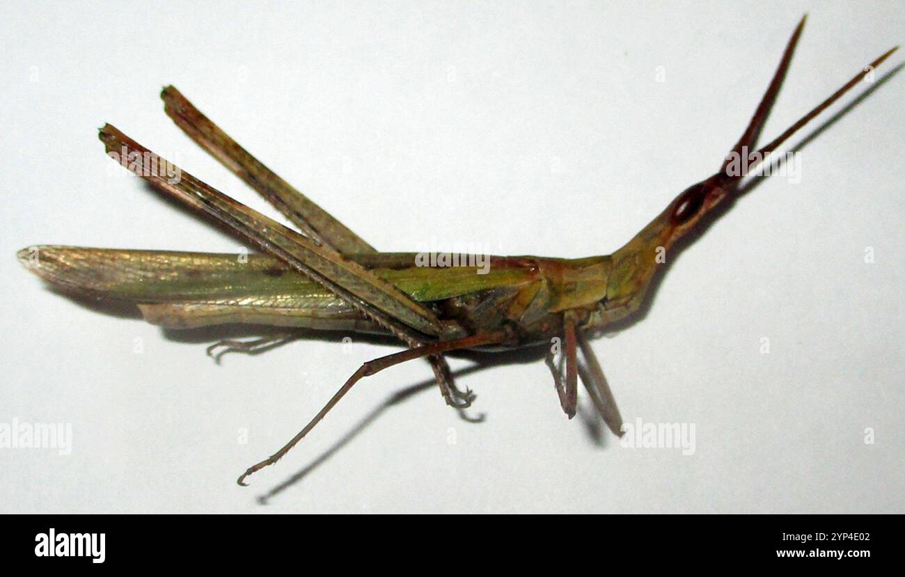 Silent Slant-faced Grasshoppers (Acridinae Stock Photo - Alamy
