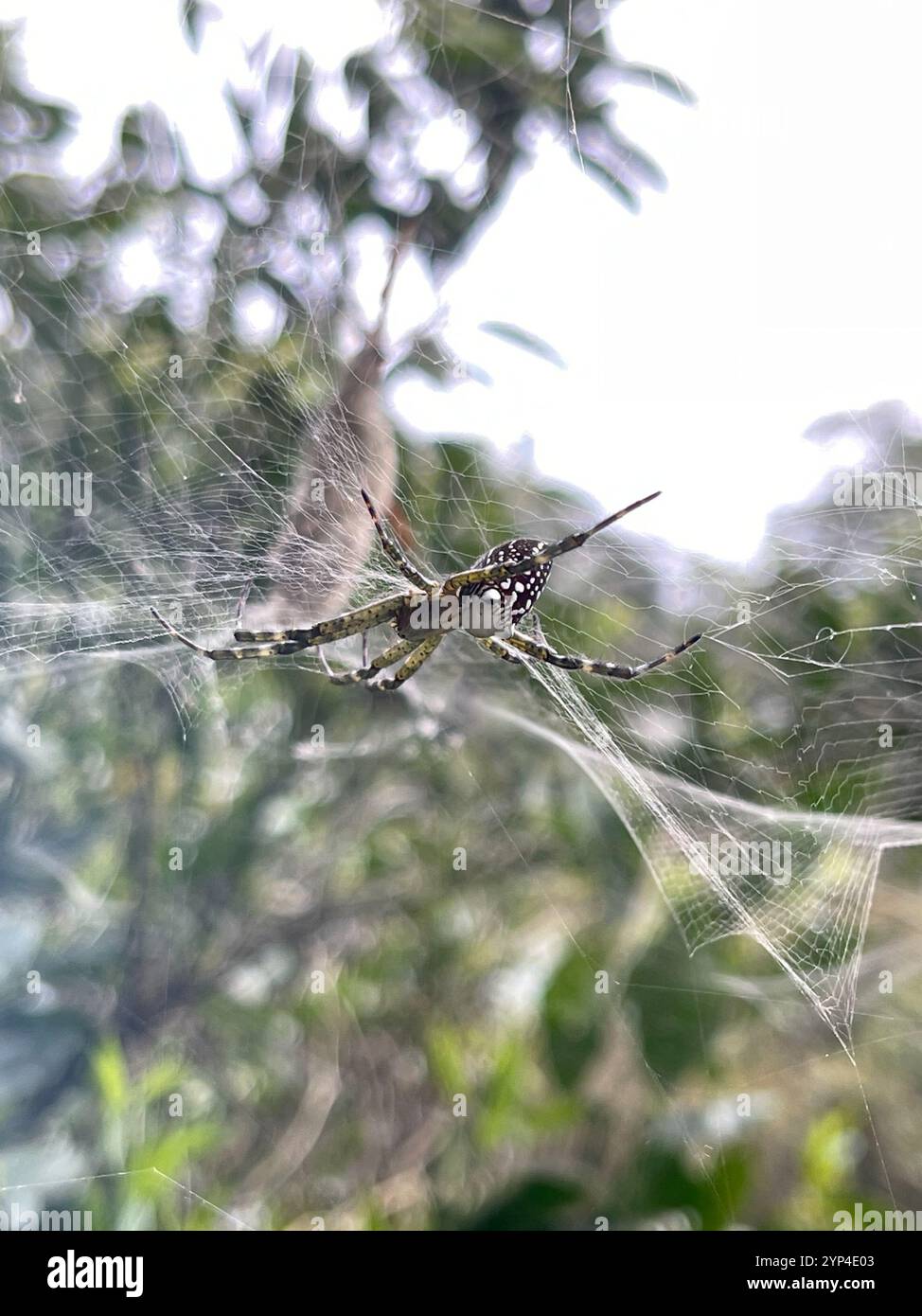 Dome Web Spider (Cyrtophora moluccensis Stock Photo - Alamy