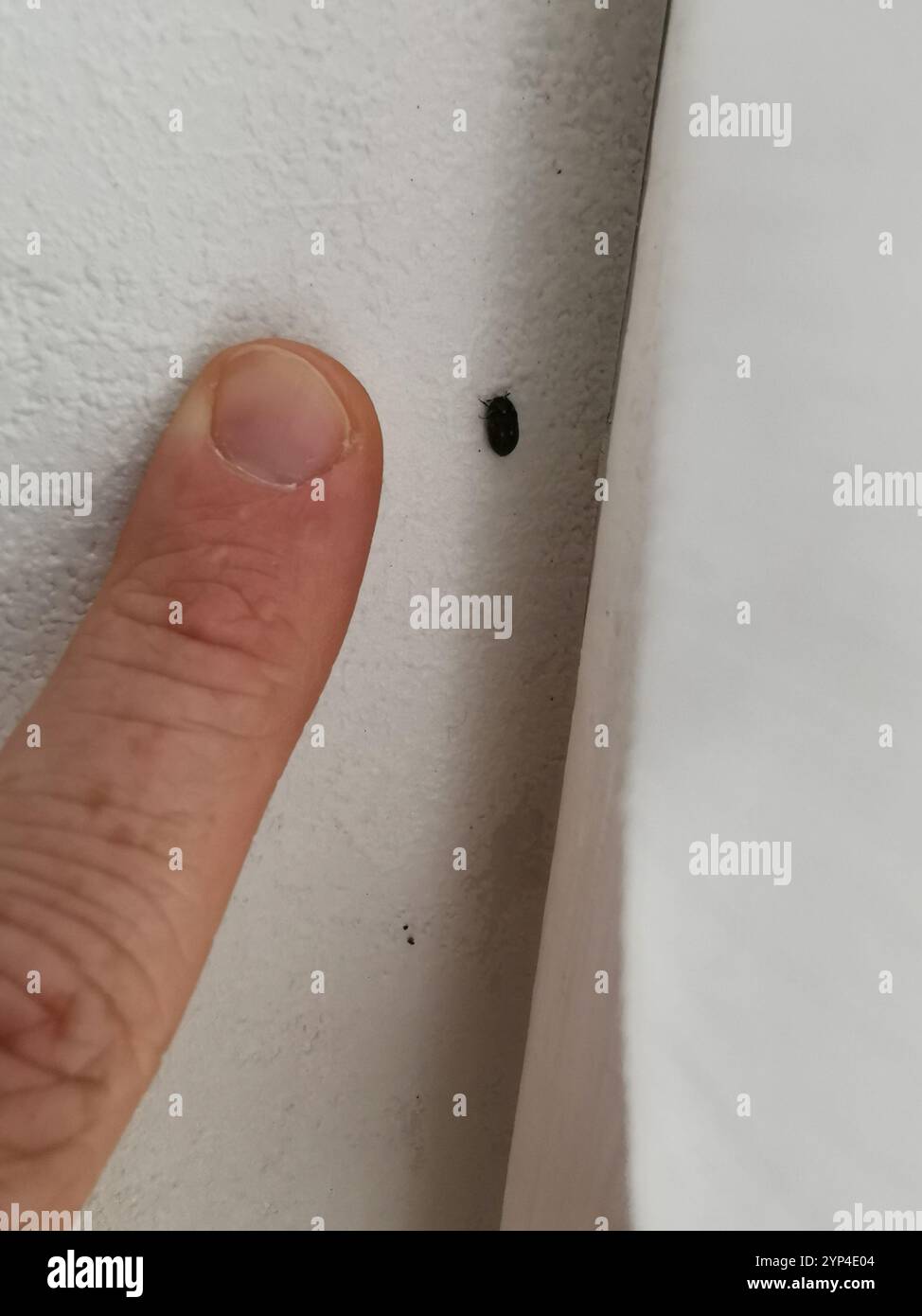 Two-spotted Carpet-beetle (Attagenus pellio Stock Photo - Alamy