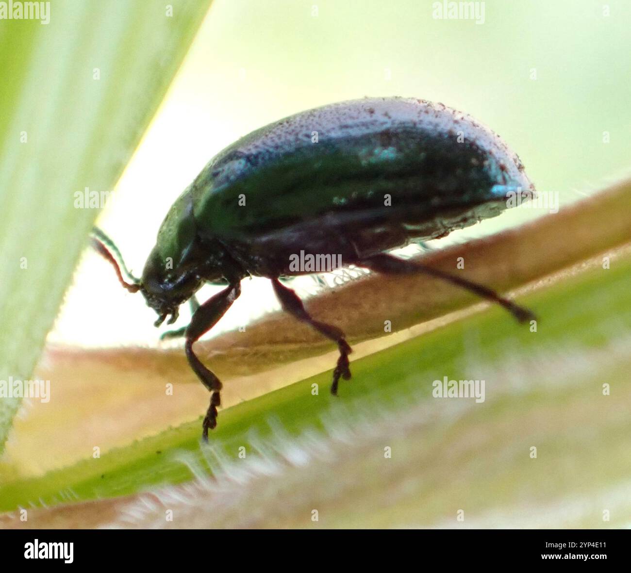 Willow Leaf Beetle (Plagiodera versicolora Stock Photo - Alamy