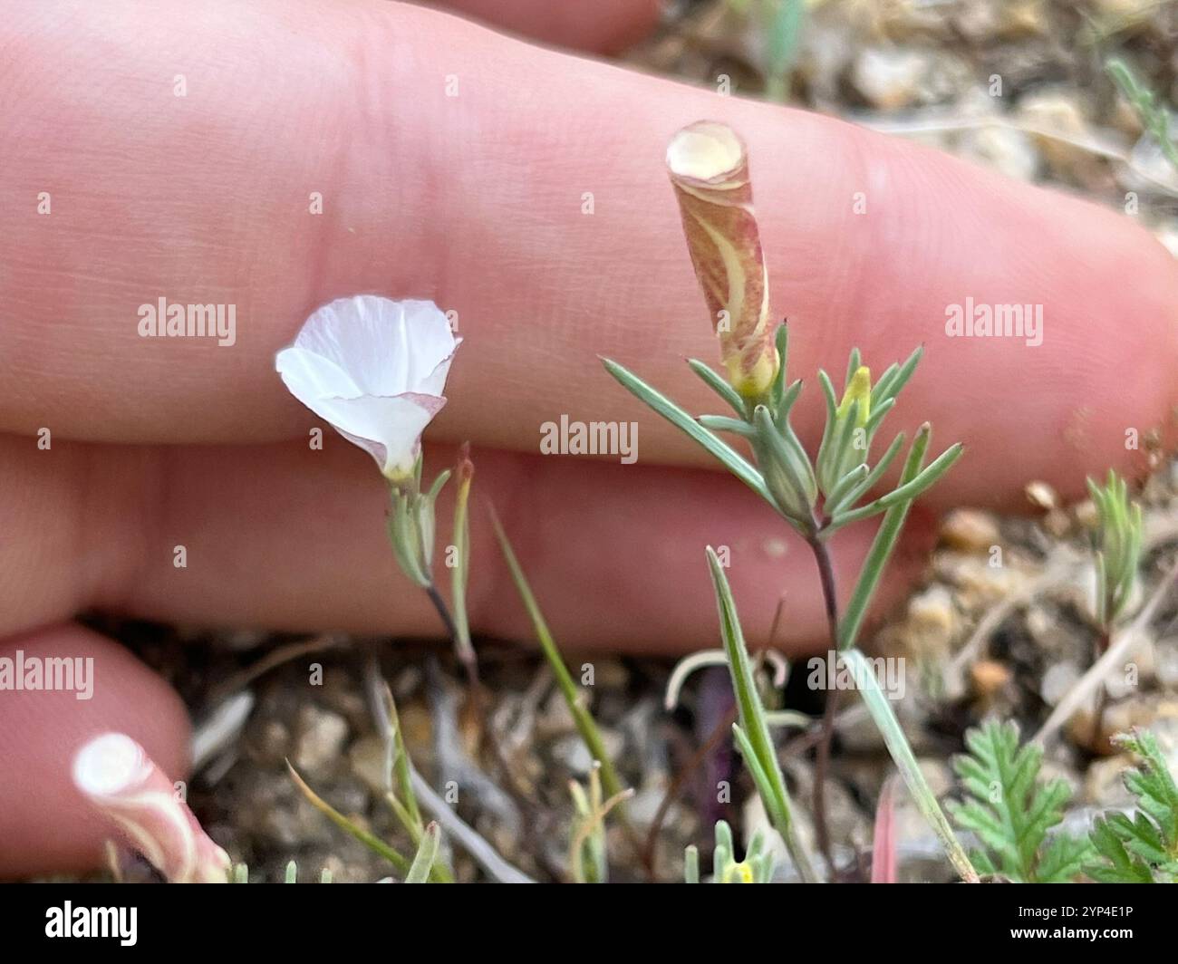evening snow (Linanthus dichotomus Stock Photo - Alamy