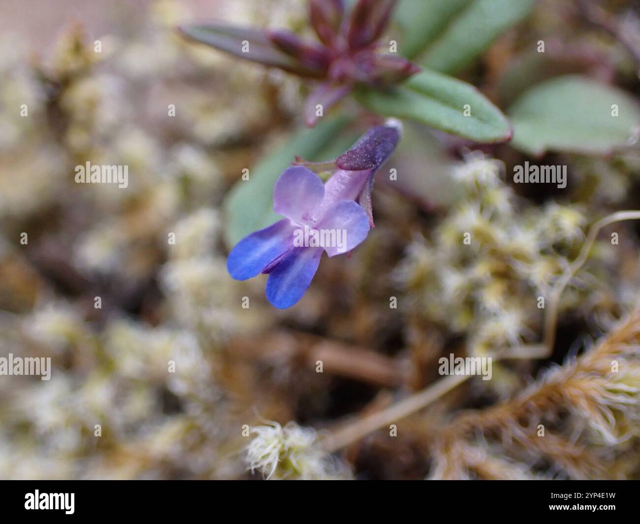 small-flowered blue-eyed mary (Collinsia parviflora Stock Photo - Alamy