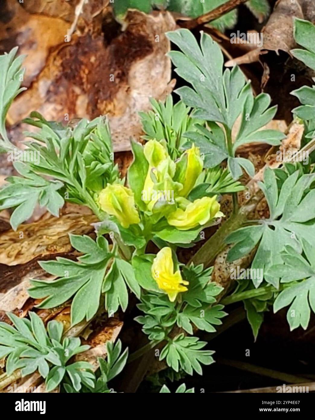 Yellow Corydalis (Corydalis flavula Stock Photo - Alamy