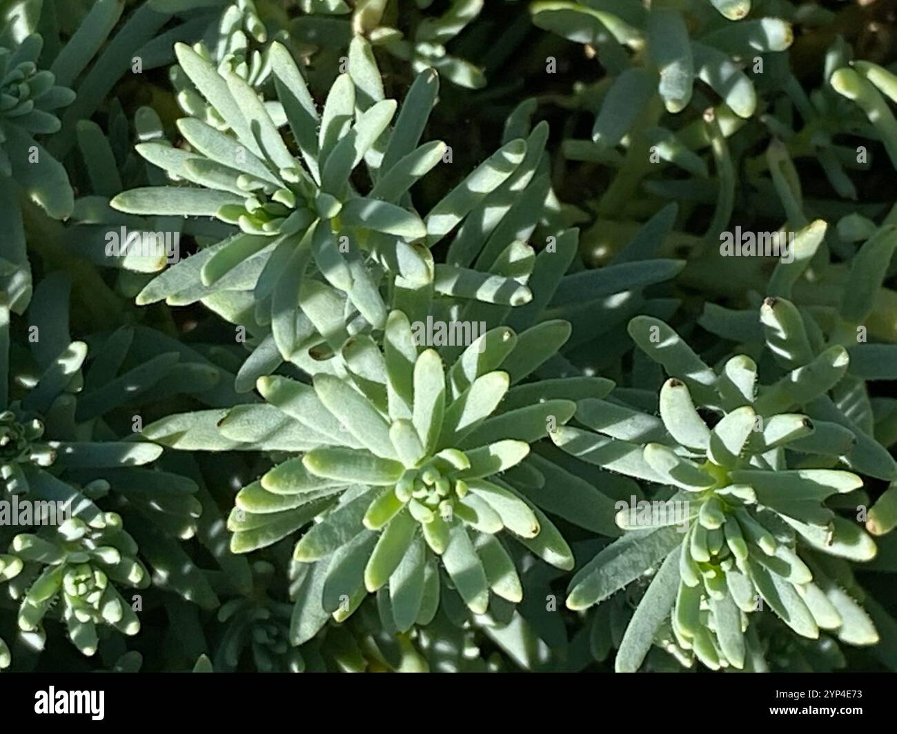 Woolly Seablite (Suaeda taxifolia Stock Photo - Alamy