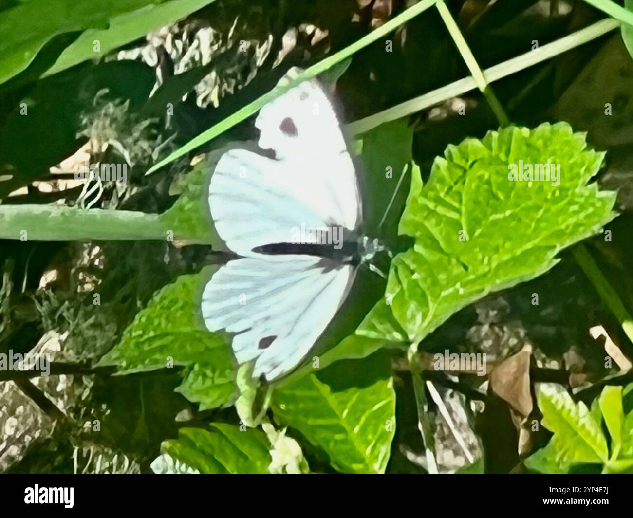 Pieris marginalis hi-res stock photography and images - Alamy