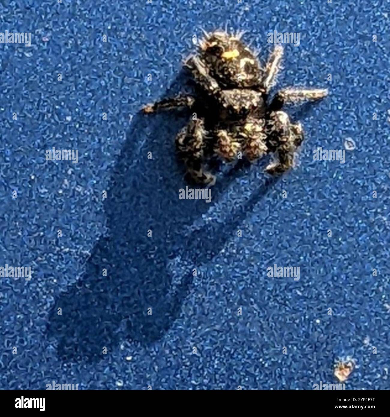 Bold Jumping Spider (Phidippus audax Stock Photo - Alamy