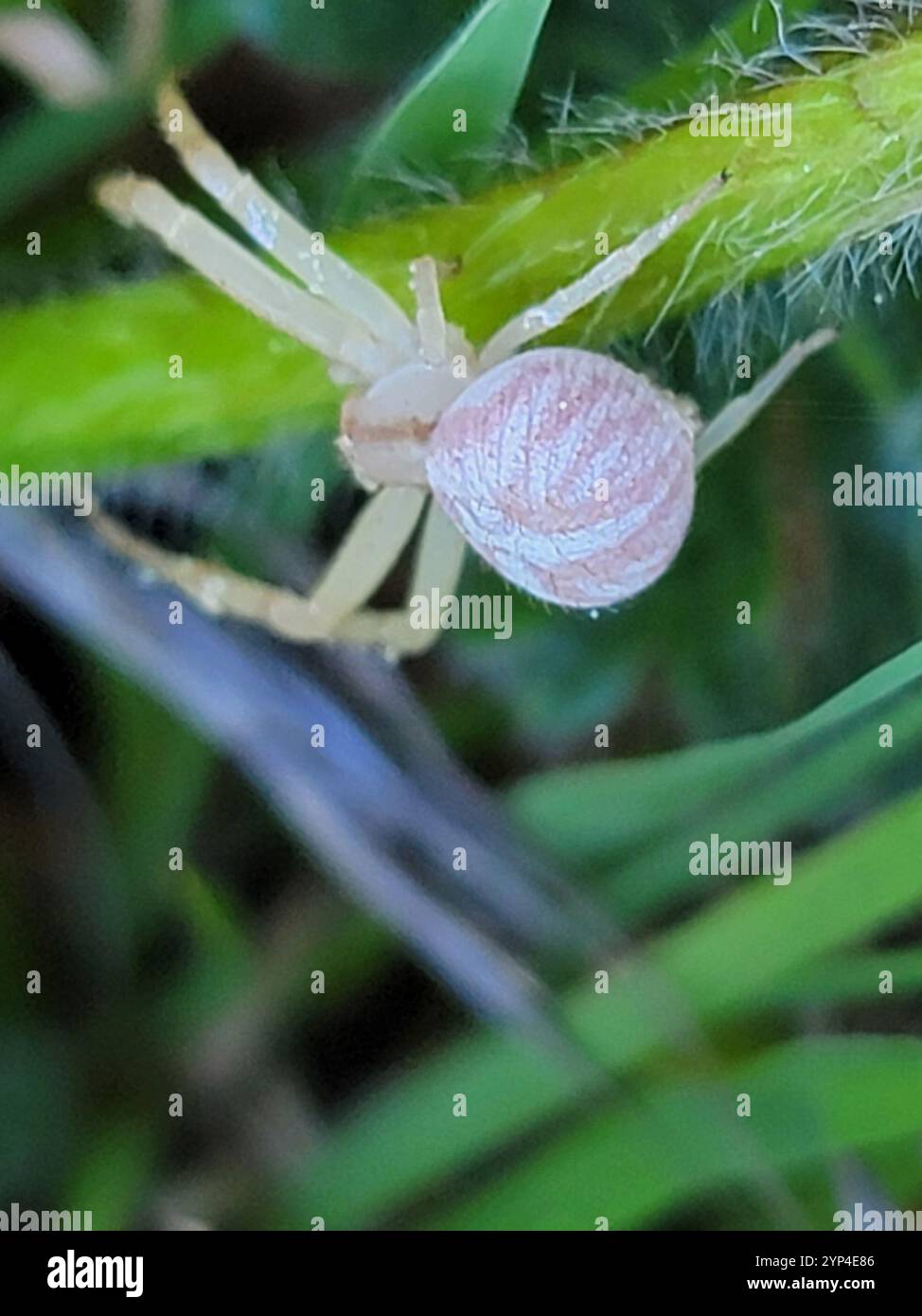 Crab Spiders (Thomisidae Stock Photo - Alamy