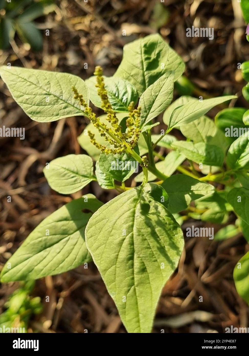 green amaranth (Amaranthus viridis Stock Photo - Alamy