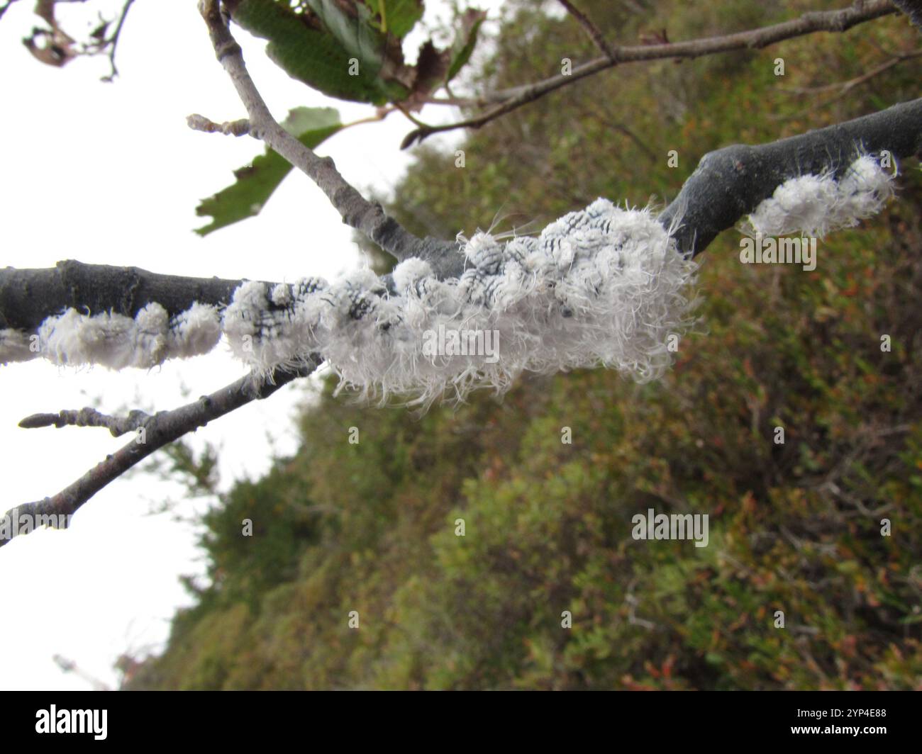 Woolly Aphids (Prociphilus Stock Photo - Alamy