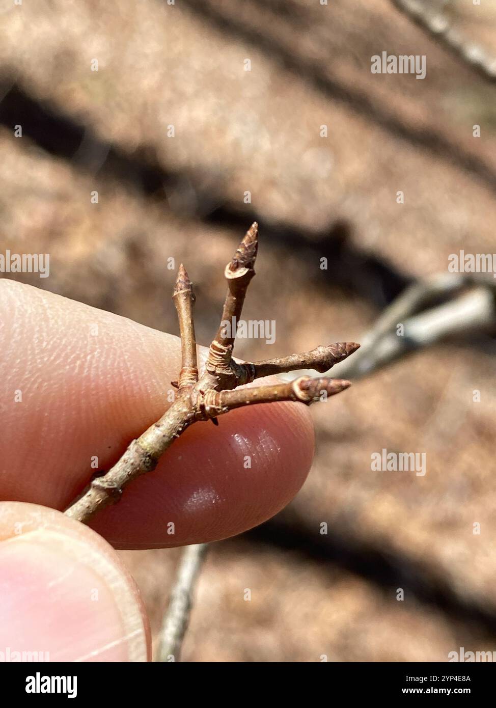 Eastern Red Maple (Acer rubrum rubrum Stock Photo - Alamy
