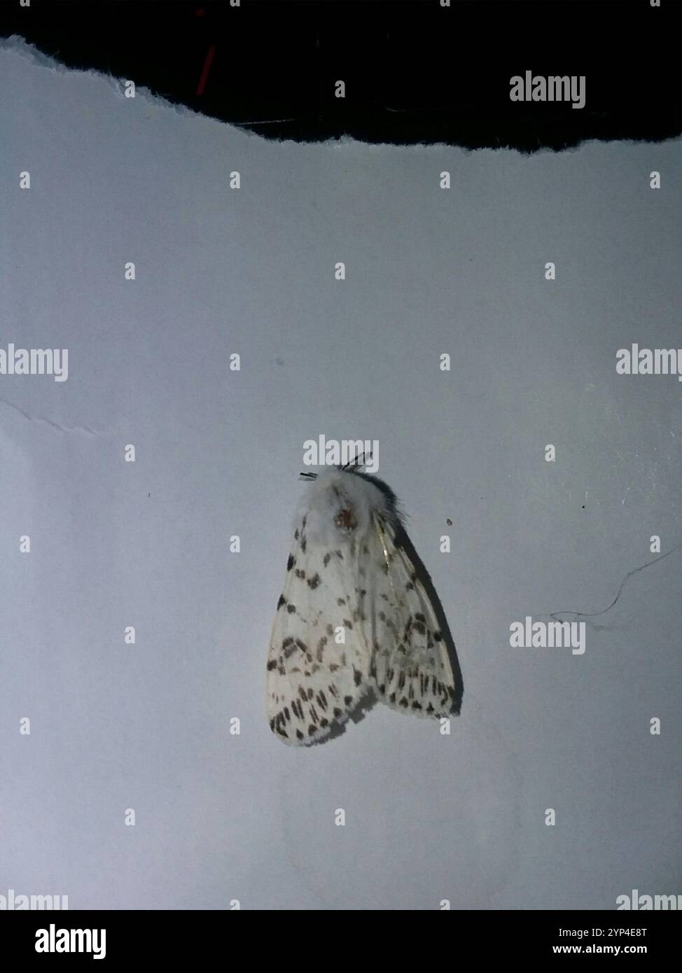 Fall Webworm Moth (Hyphantria cunea Stock Photo - Alamy
