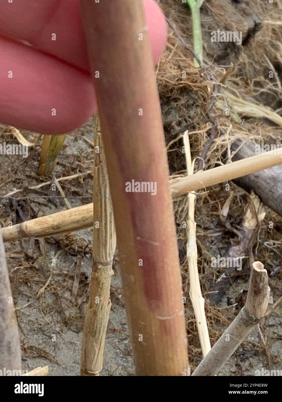American common reed (Phragmites australis americanus Stock Photo - Alamy