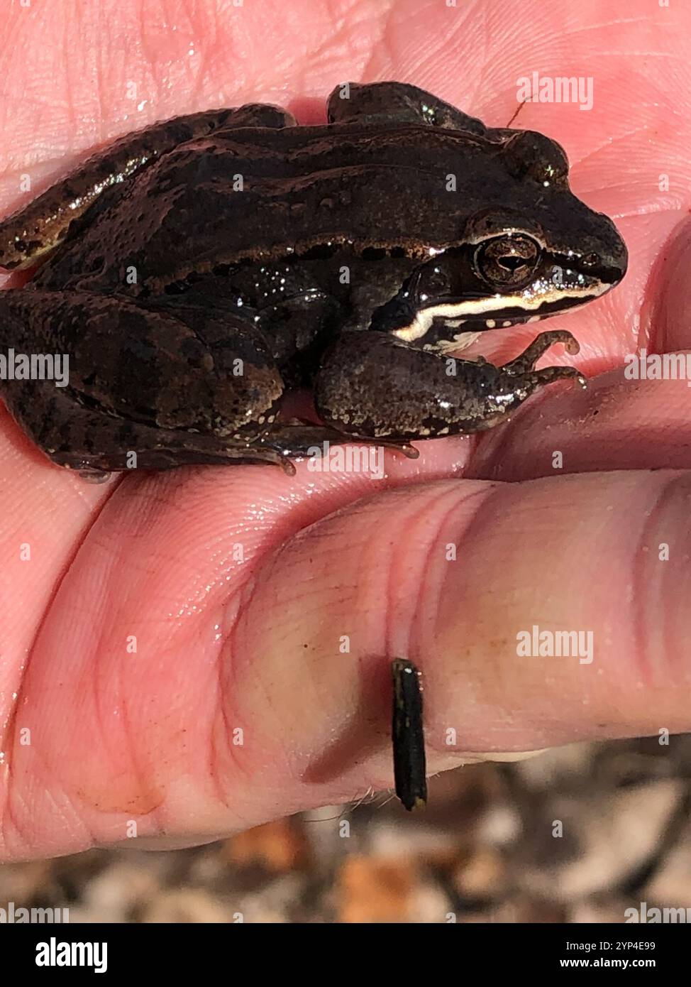 Wood Frog (Lithobates sylvaticus Stock Photo - Alamy