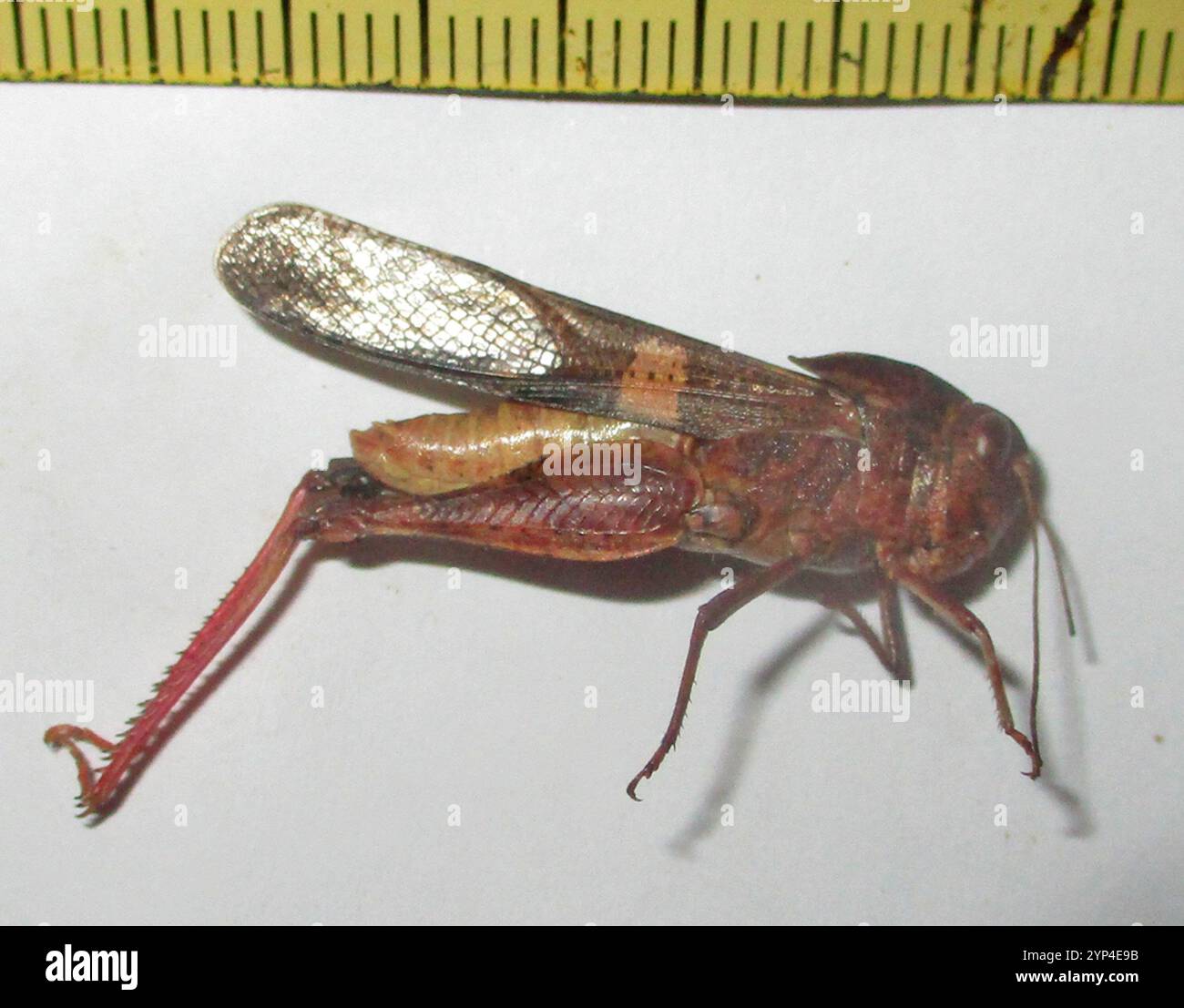 Short-horned Grasshoppers (Acrididae Stock Photo - Alamy
