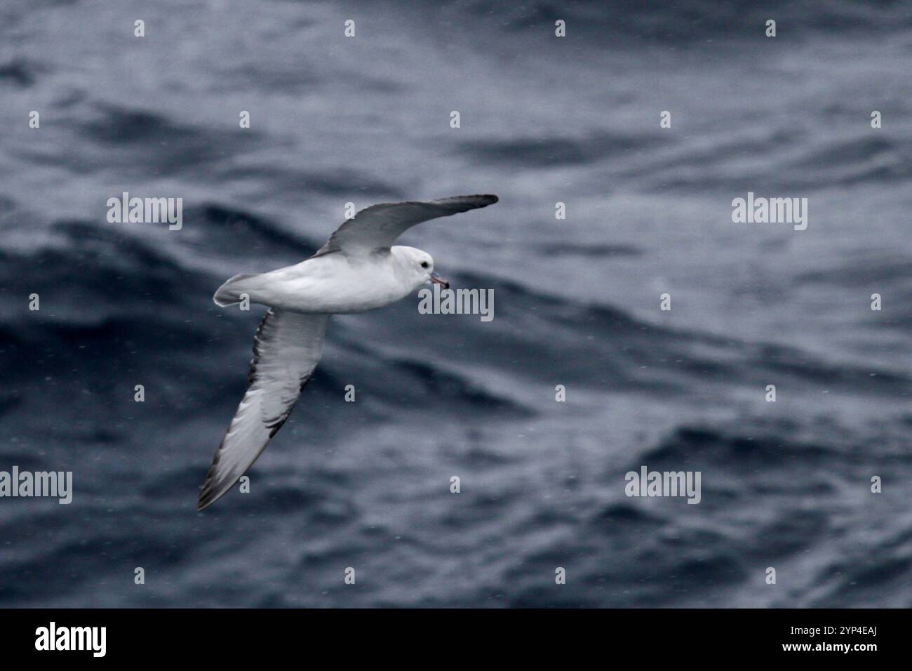 Southern Fulmar (Fulmarus glacialoides Stock Photo - Alamy