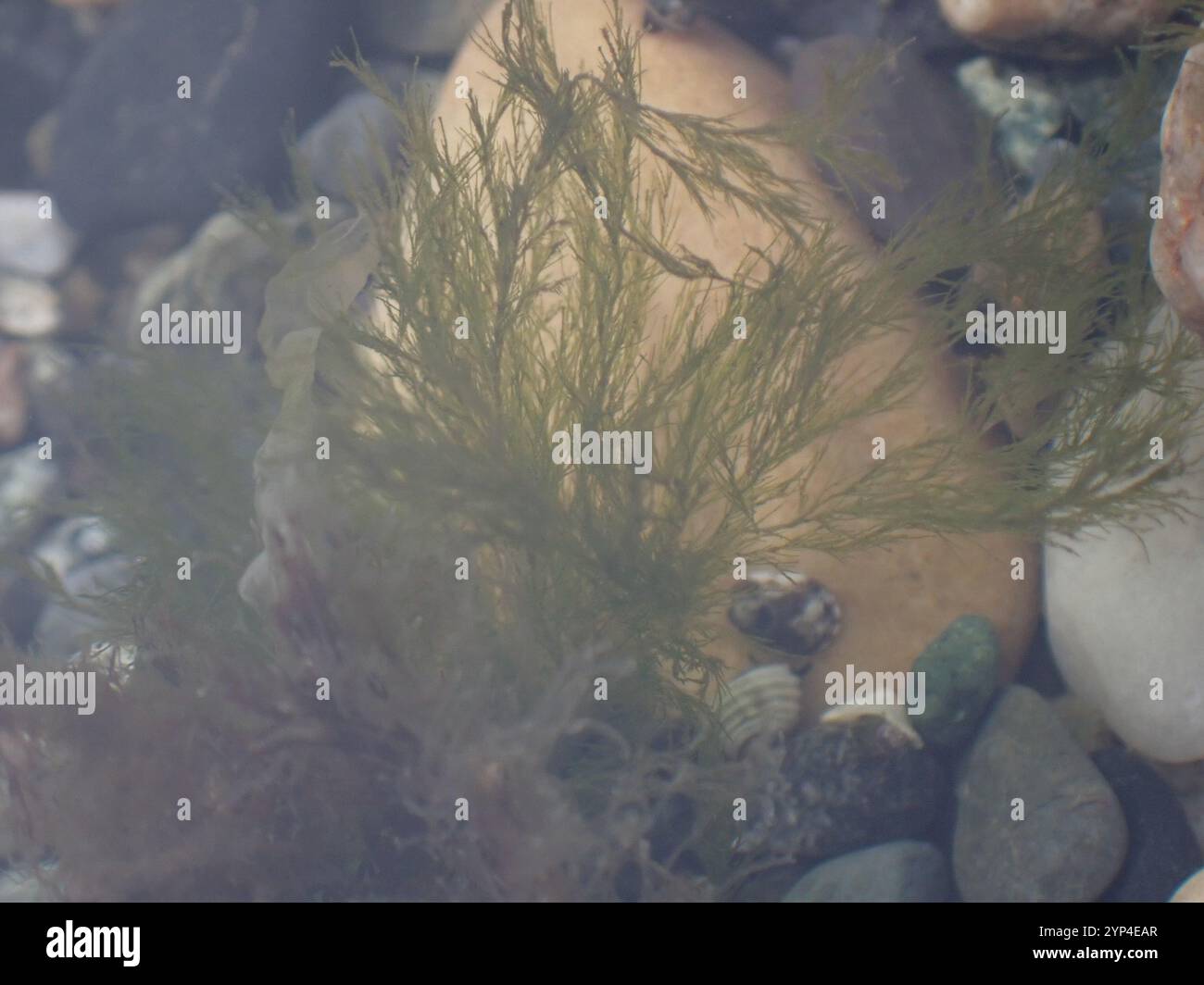 Ulvophycean green algae (Ulvophyceae Stock Photo - Alamy